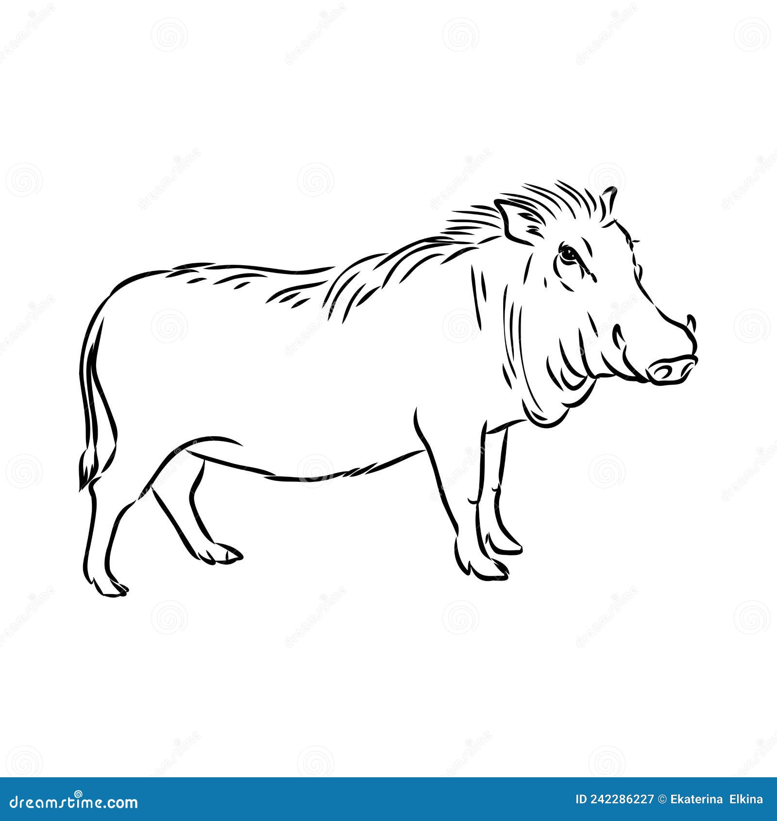 Black and White Vector Line Drawing of a Warthog Stock Vector ...
