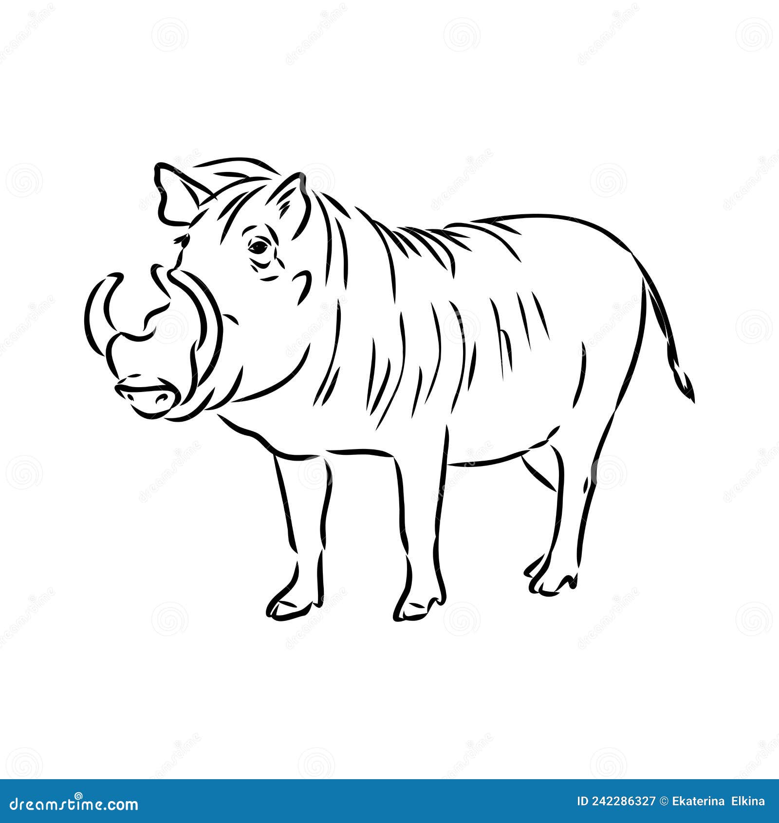 Black and White Vector Line Drawing of a Warthog Stock Vector ...