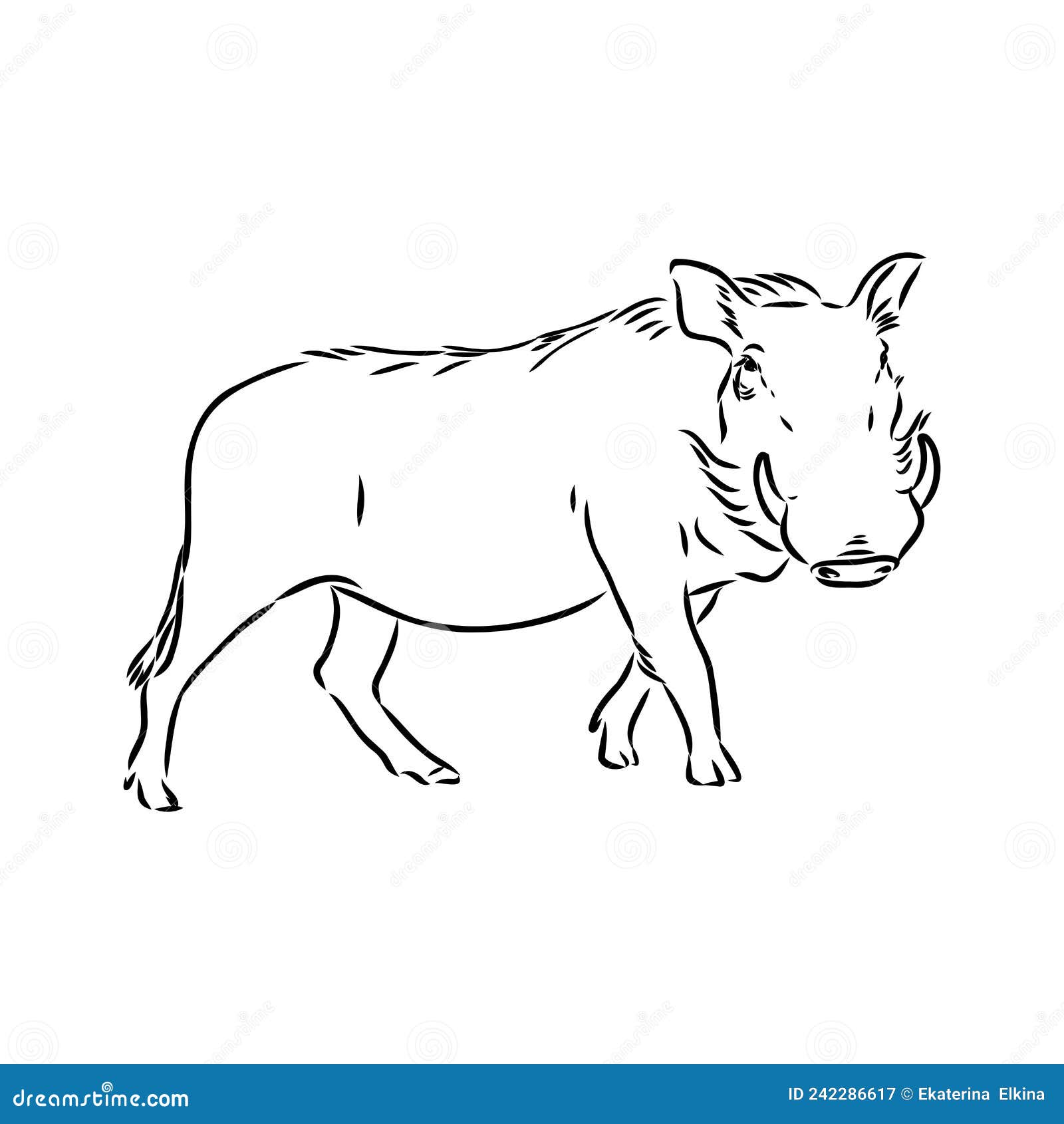 Black and White Vector Line Drawing of a Warthog Stock Vector ...