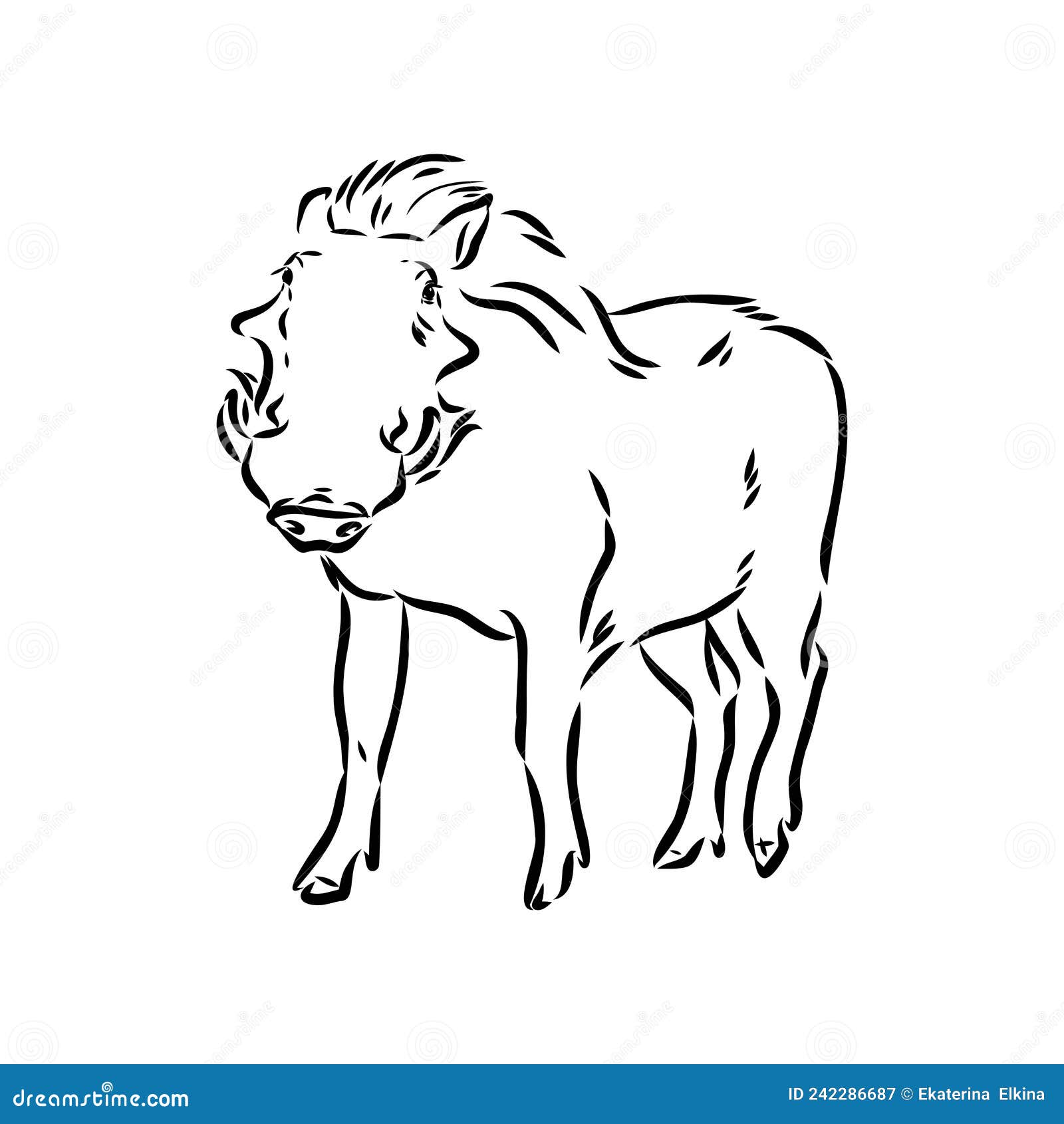 Black and White Vector Line Drawing of a Warthog Stock Vector ...