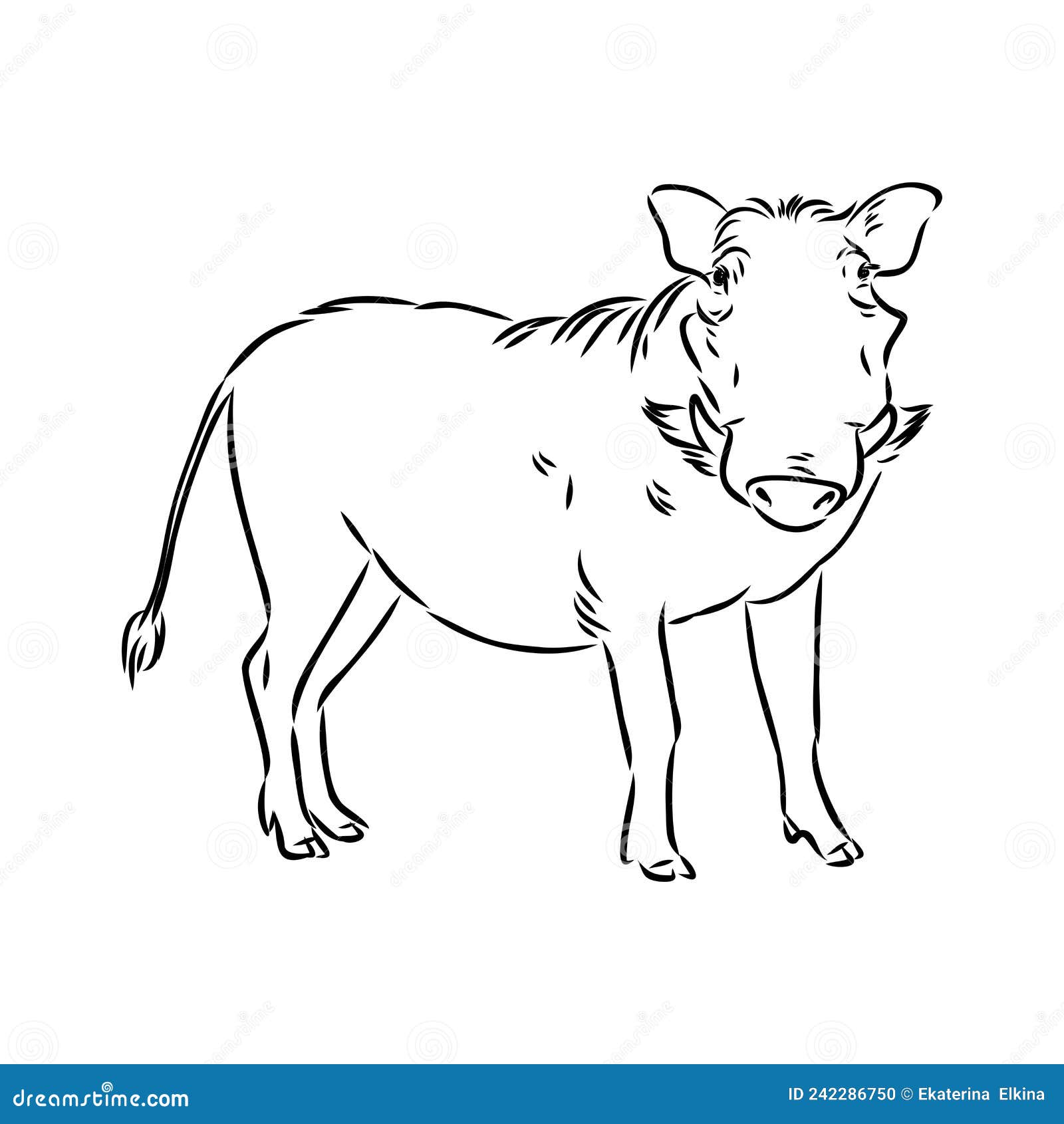 Black and White Vector Line Drawing of a Warthog Stock Vector ...