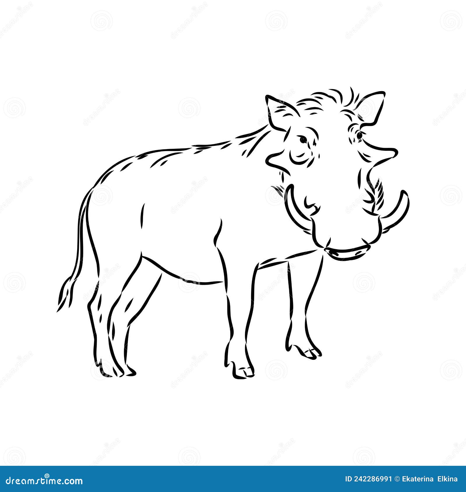Black and White Vector Line Drawing of a Warthog Stock Vector ...