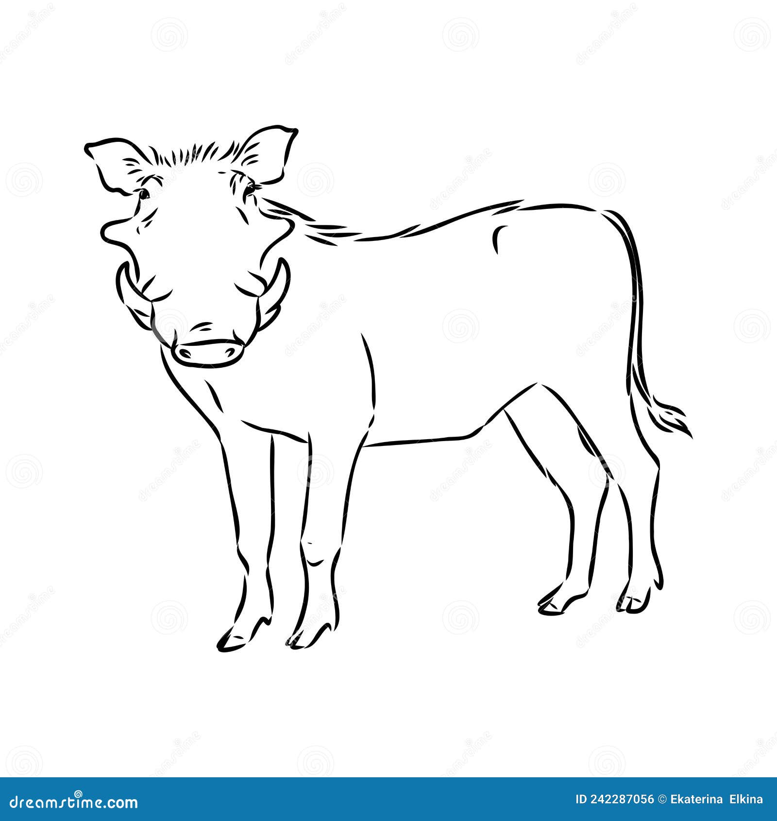 Black and White Vector Line Drawing of a Warthog Stock Vector ...