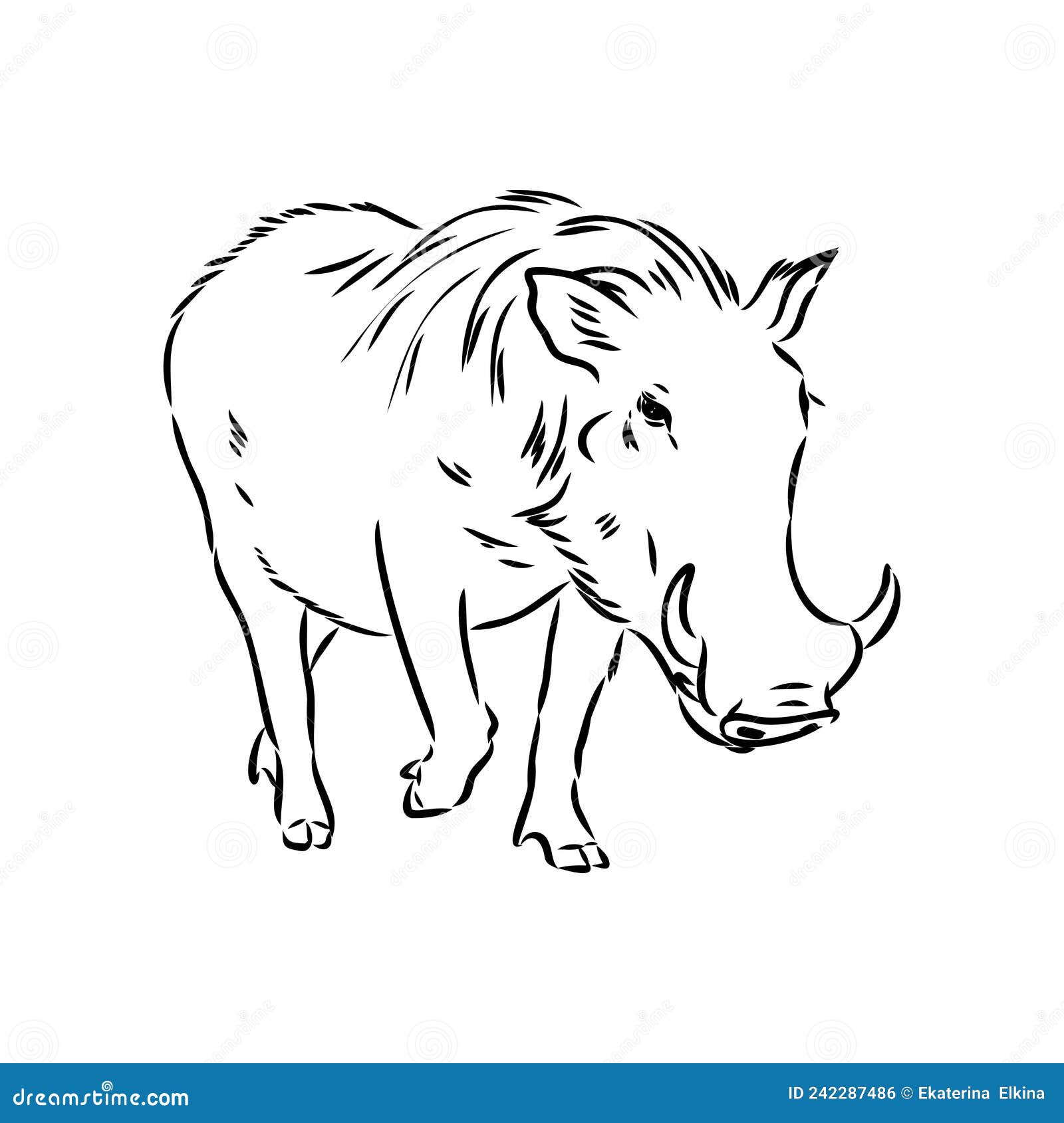Black and White Vector Line Drawing of a Warthog Stock Vector ...