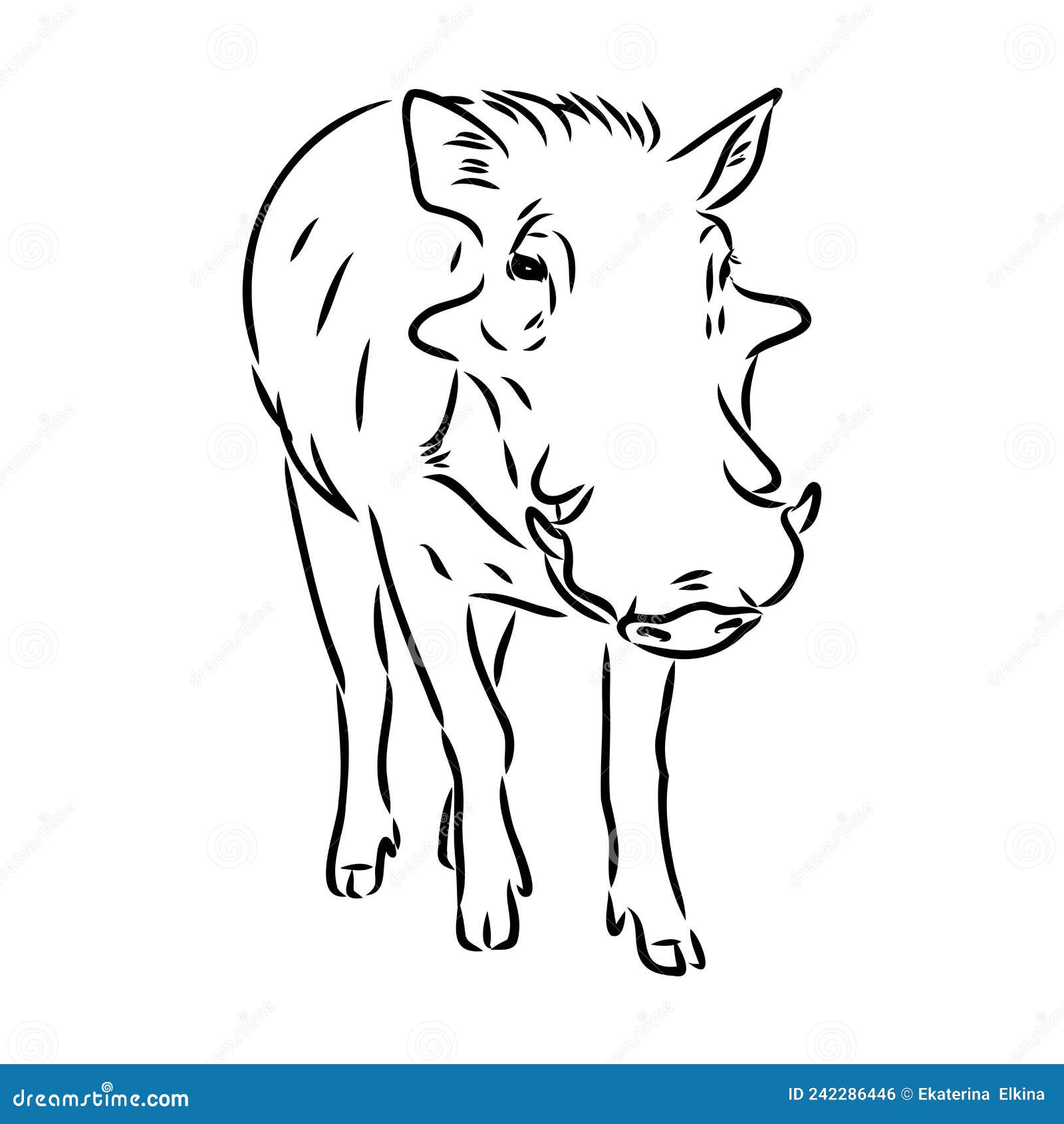 Black and White Vector Line Drawing of a Warthog Stock Vector ...