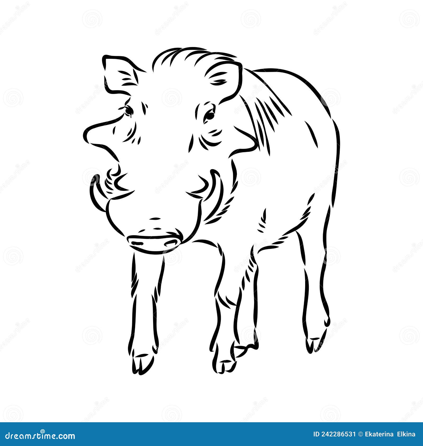 Black and White Vector Line Drawing of a Warthog Stock Vector ...