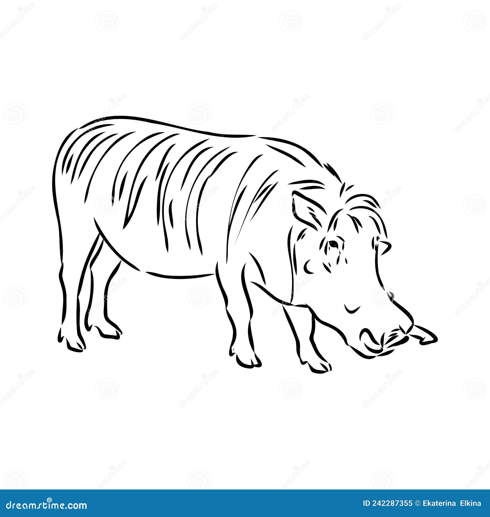 Black and White Vector Line Drawing of a Warthog Stock Vector ...