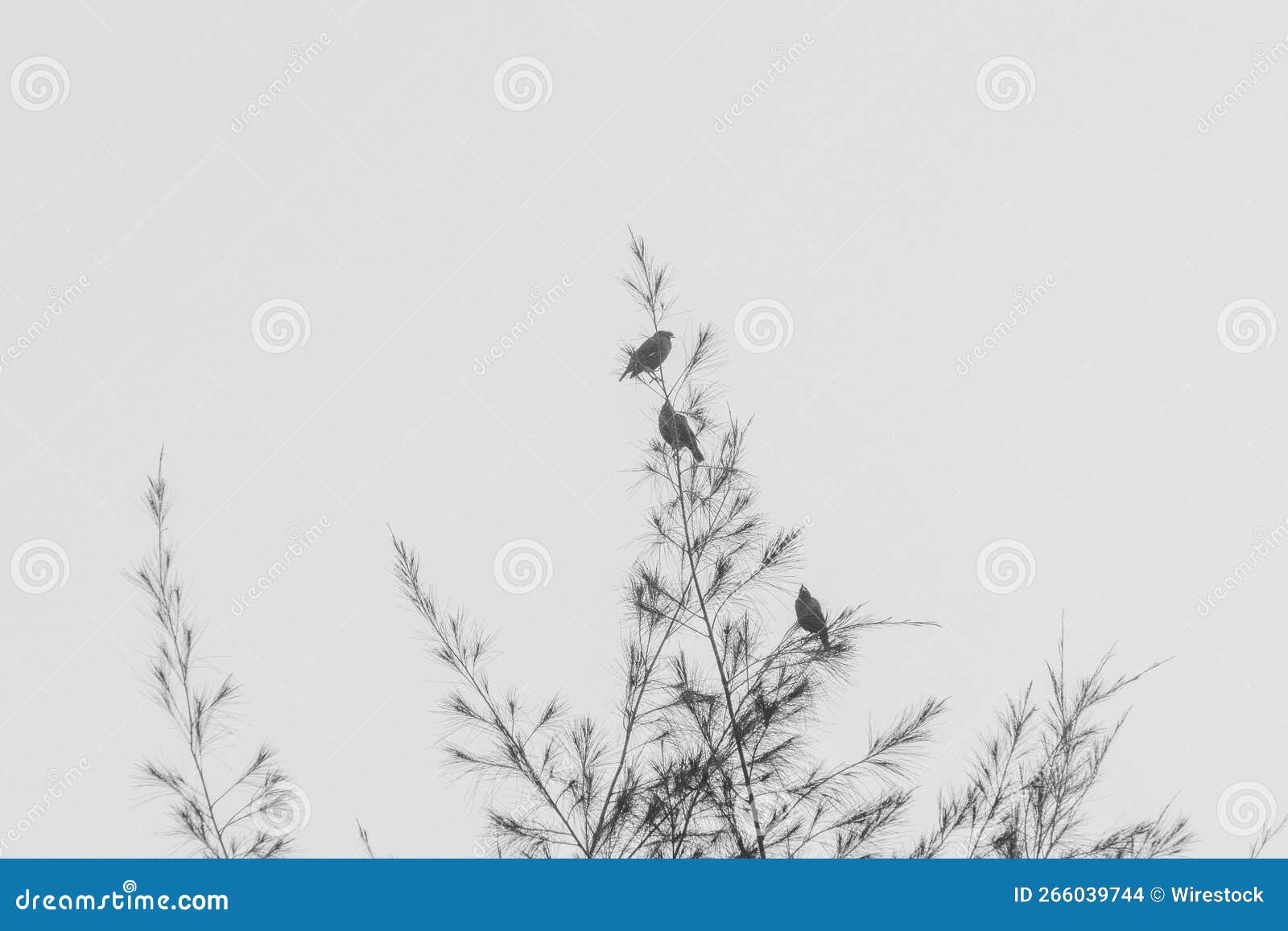 Black and White View of Birds on the Tree Stock Photo - Image of tree ...