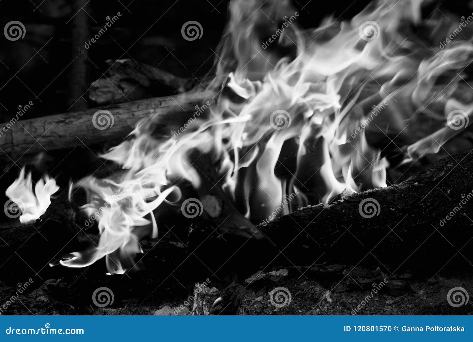 Black and White View on Campfire in Forest Stock Photo - Image of ...