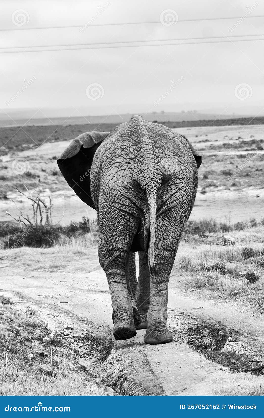 Black and White View of Elephant Backwards in the Savannas Stock Photo ...