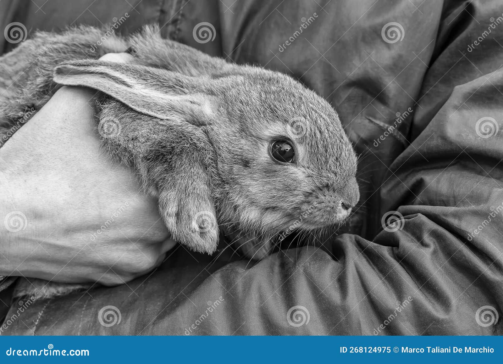 Black and White View of a Female Hand Holding a Rabbit Stock Image ...