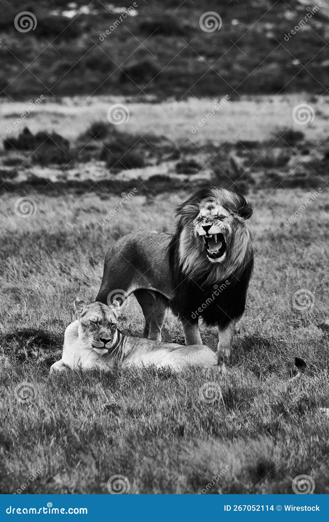 Black and White View of Lions in the Savannas Stock Photo - Image of ...