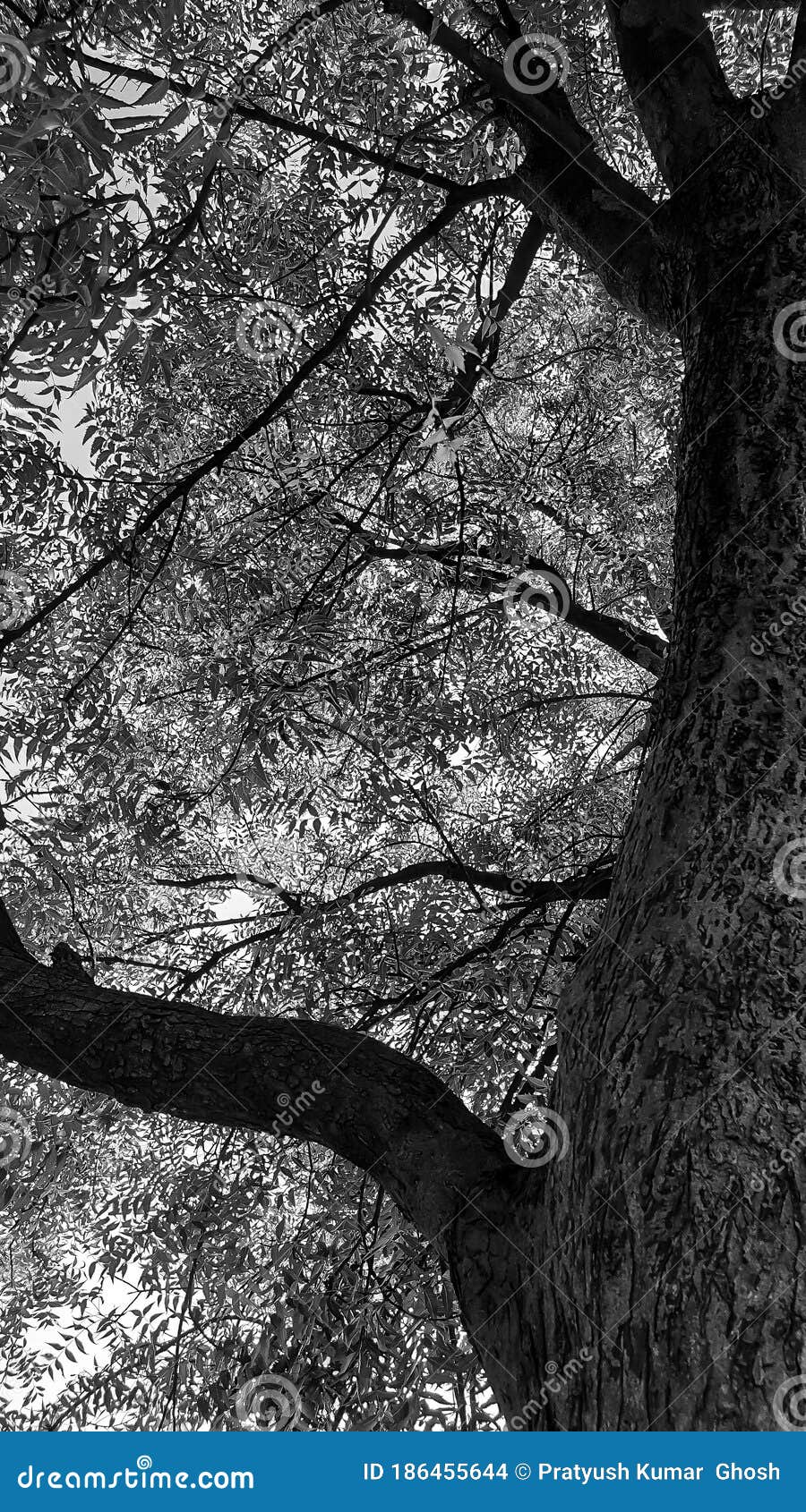 Top View Of Neem Tree Royalty-Free Stock Image | CartoonDealer.com ...