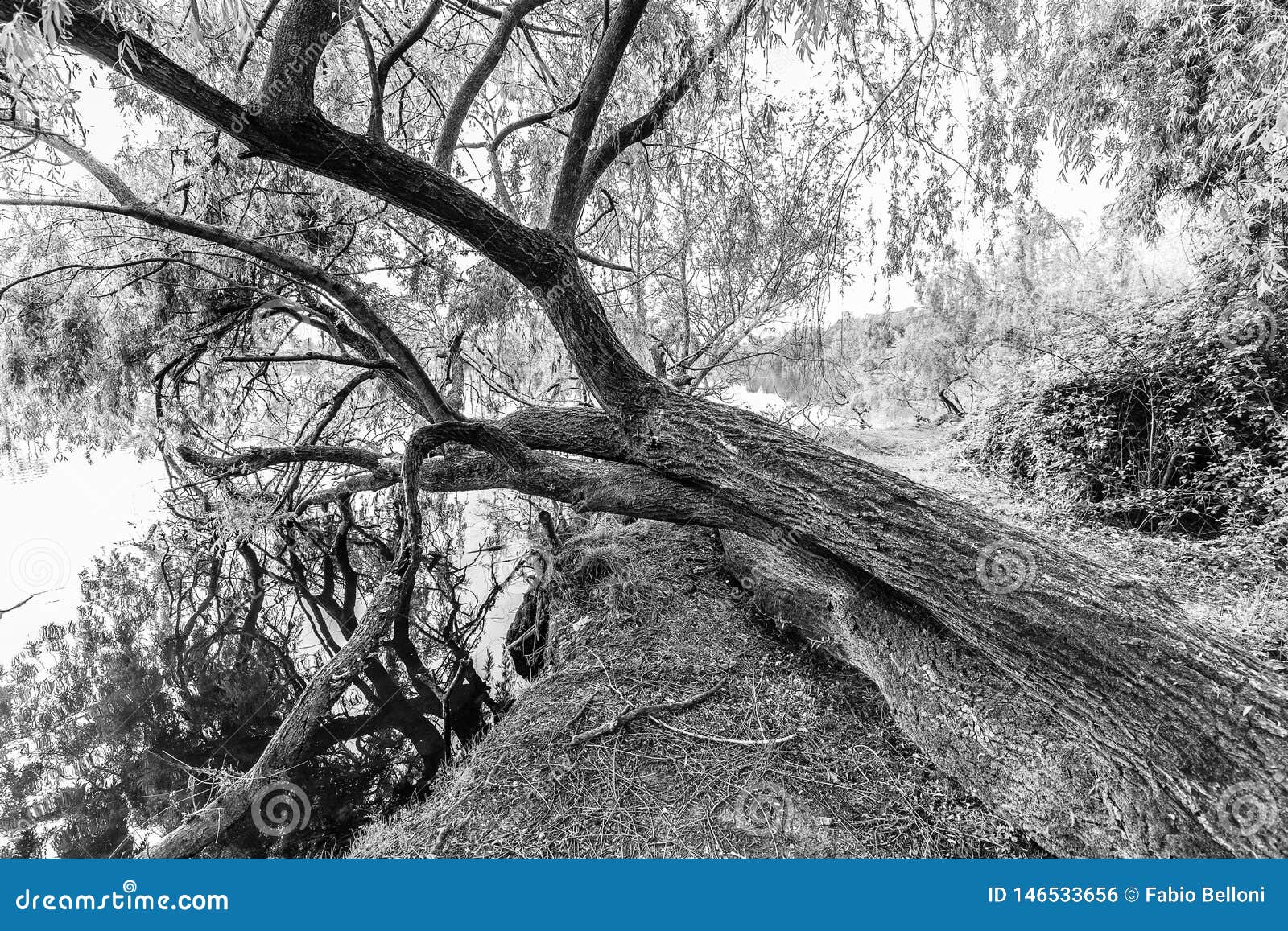 Black and White Sad Tree Grown Crooked Stock Photo - Image of scenery ...