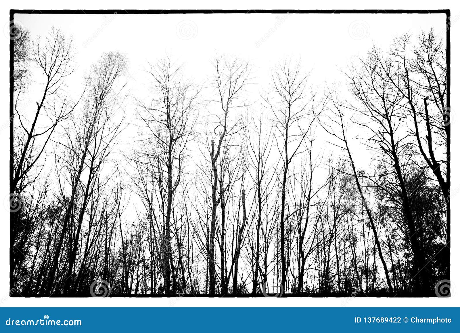 Black-white View of Trees with No Leaves. Still Life Stock Photo ...