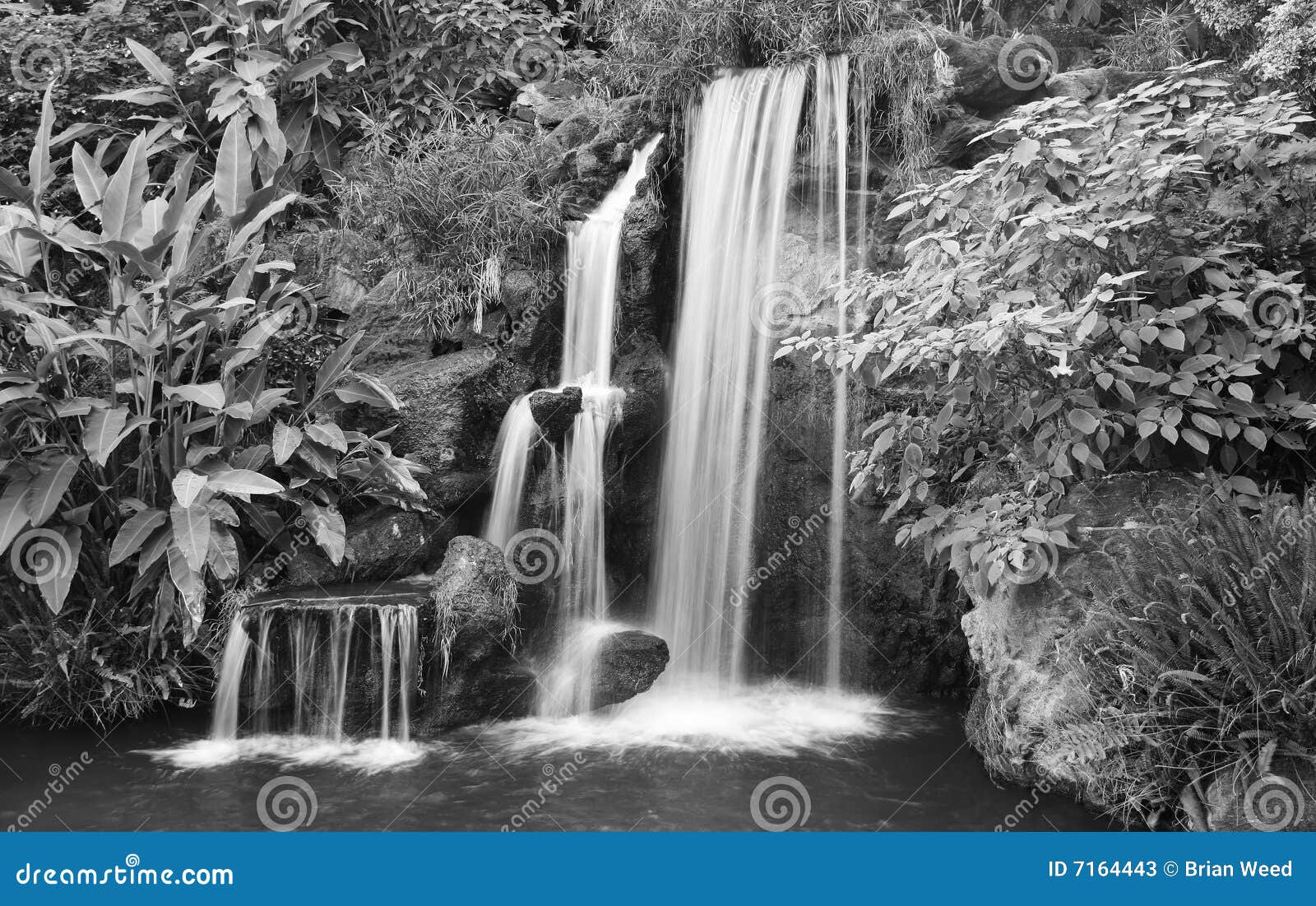 Black and White Waterfall stock image. Image of forest - 7164443