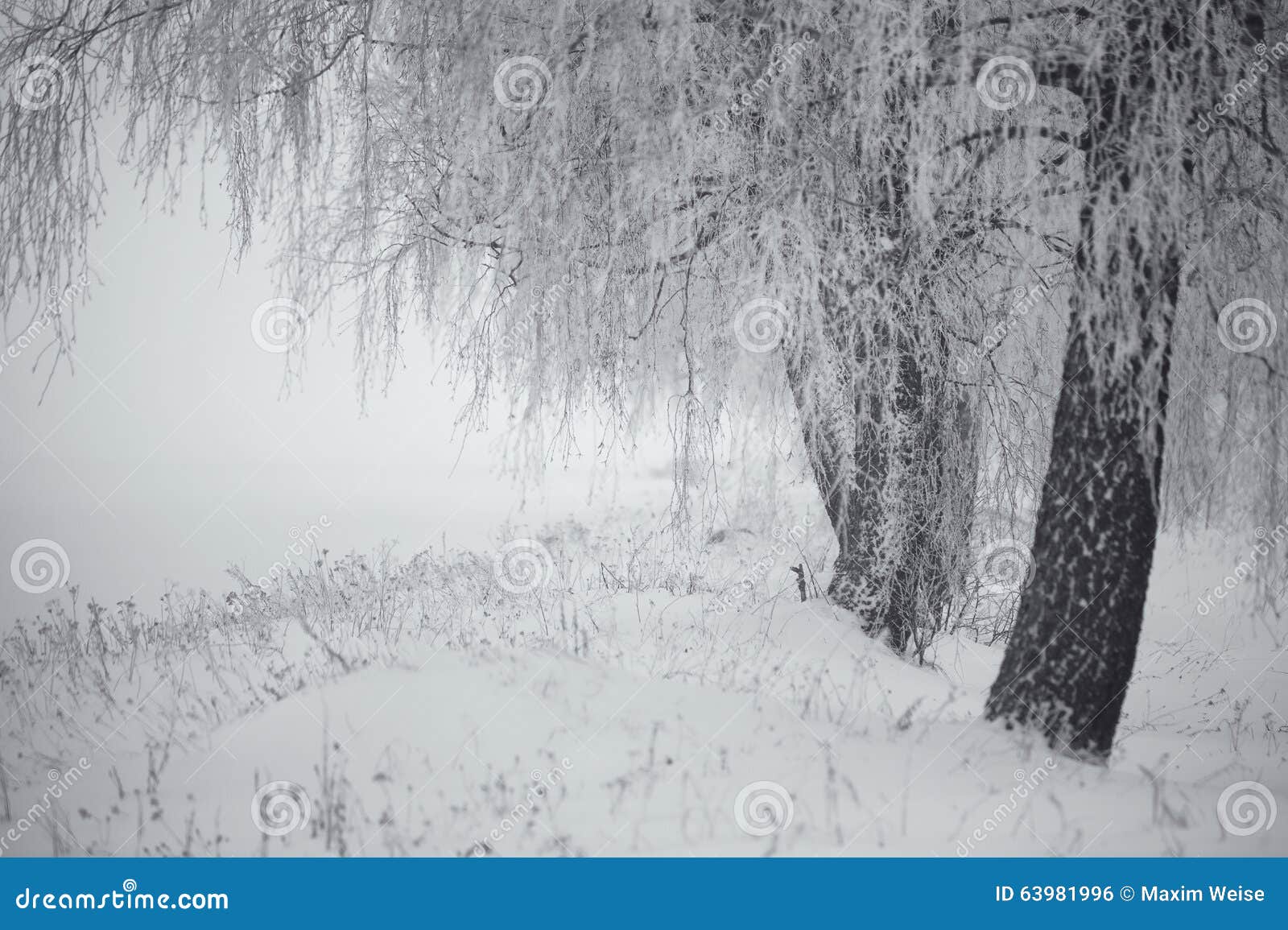 Black and White Winter. Birch Trees in the Fog Stock Photo - Image of ...