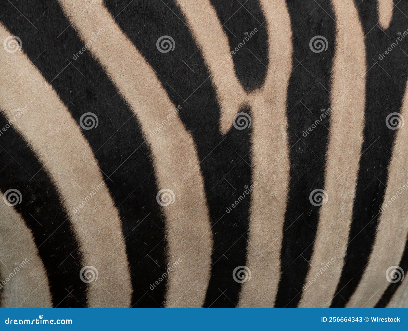 Black and White Zebra Pattern. Stock Image - Image of mammal, detail ...
