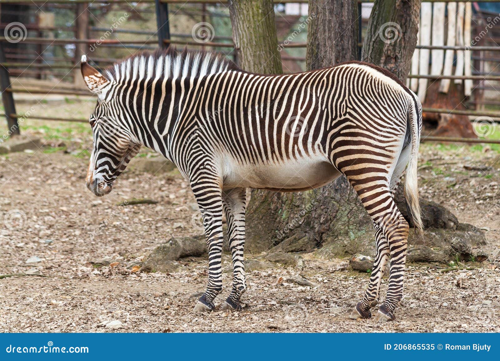 A Black and White Zebra Stands in a Corral Stock Image - Image of game ...