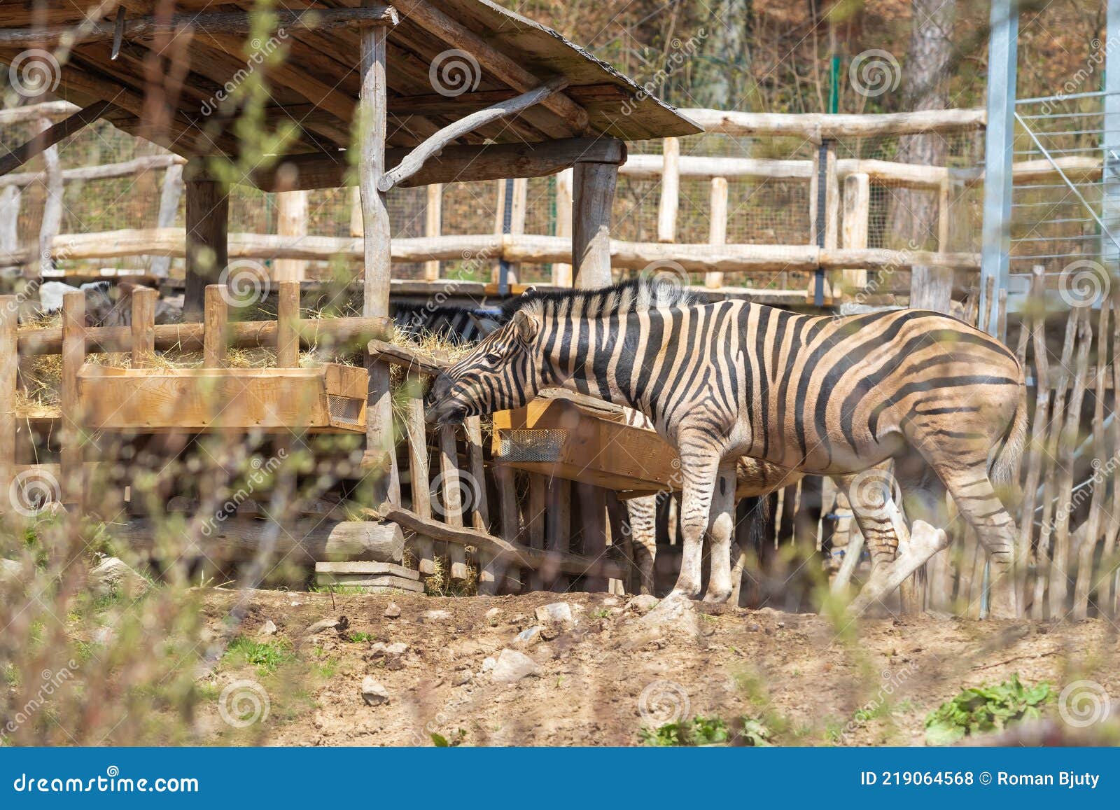A Black and White Zebra Stands by a Feeder on a Farm Stock Photo ...