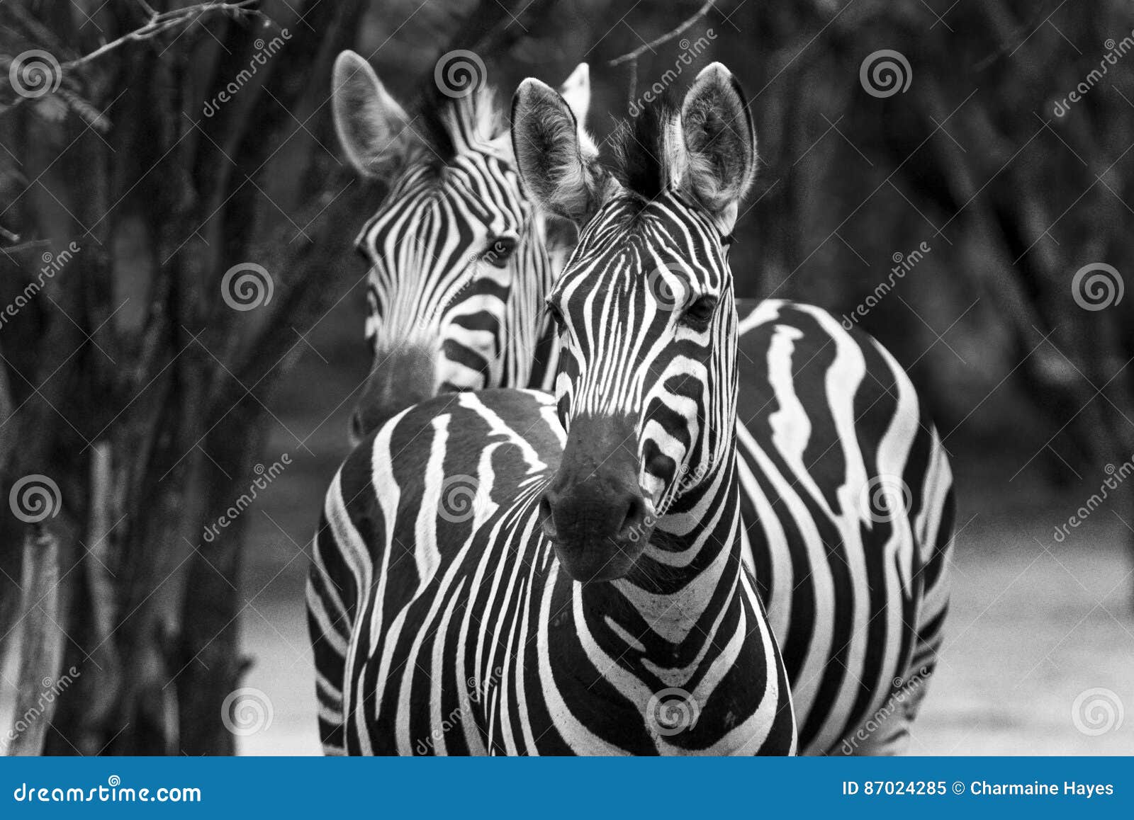 Black&White Zebra stock image. Image of facing, marloth - 87024285