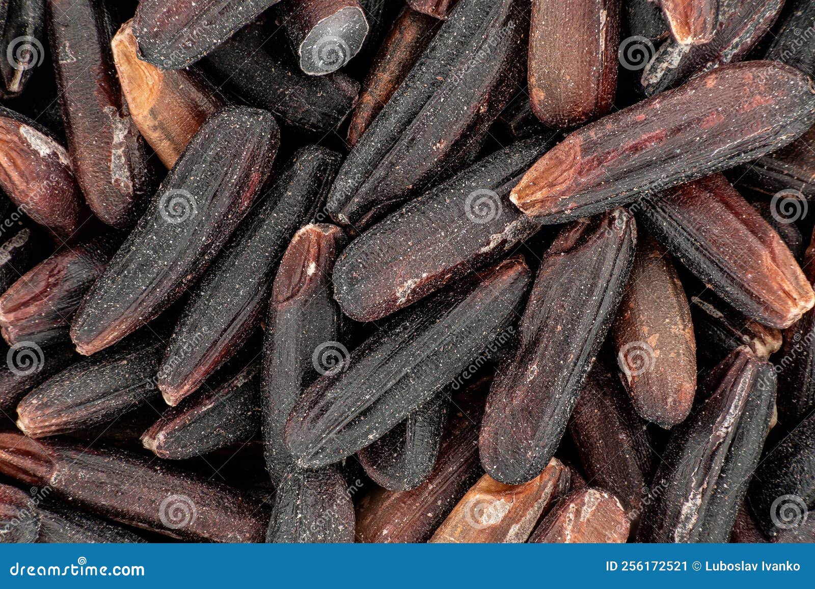 Black Wholegrain Thai Rice Under Microscope, Image Width 15mm Stock ...