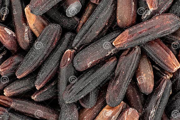 Black Wholegrain Thai Rice Under Microscope, Image Width 15mm Stock ...