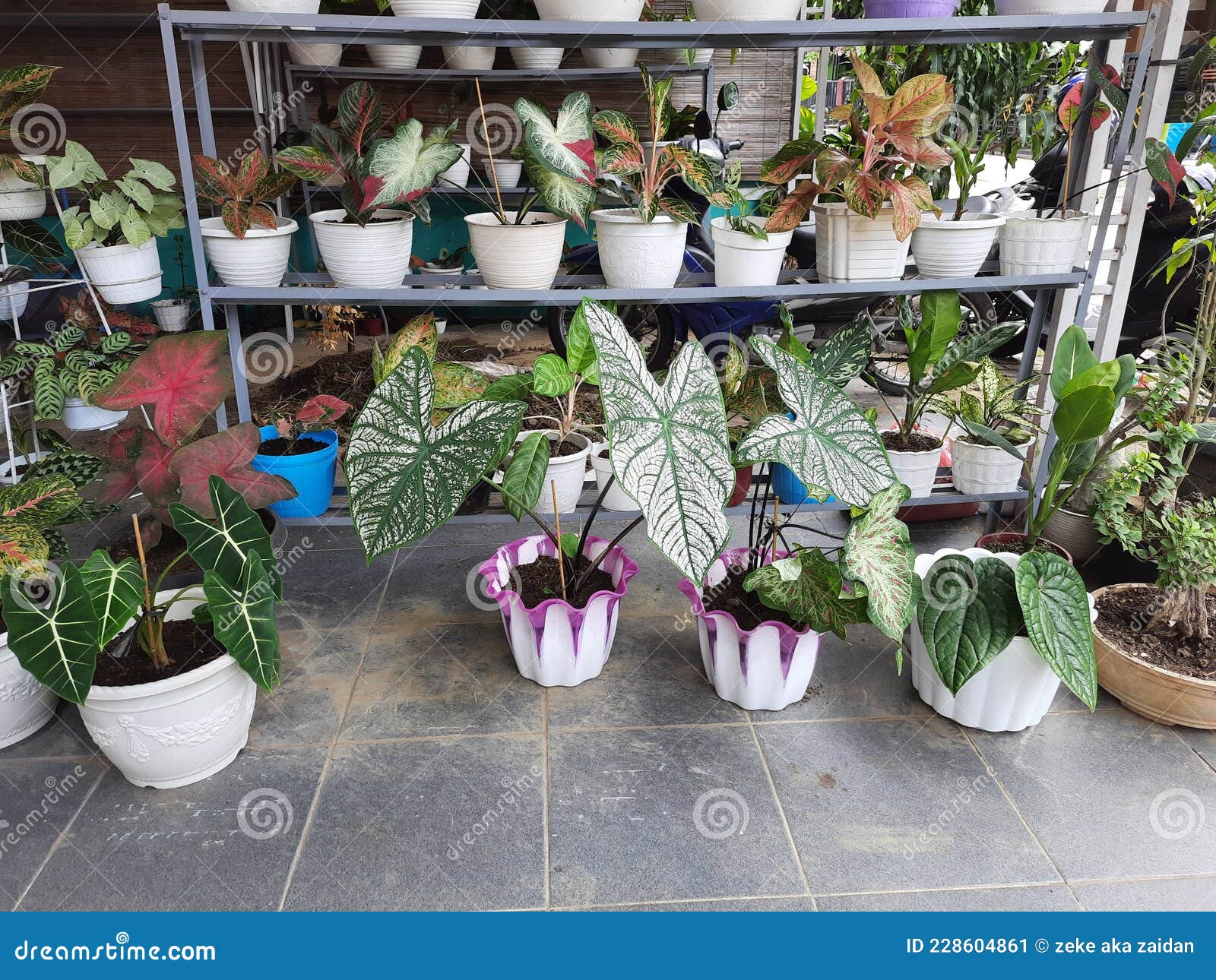 Black widow flower stock image. Image of flowerpot, yard - 228604861