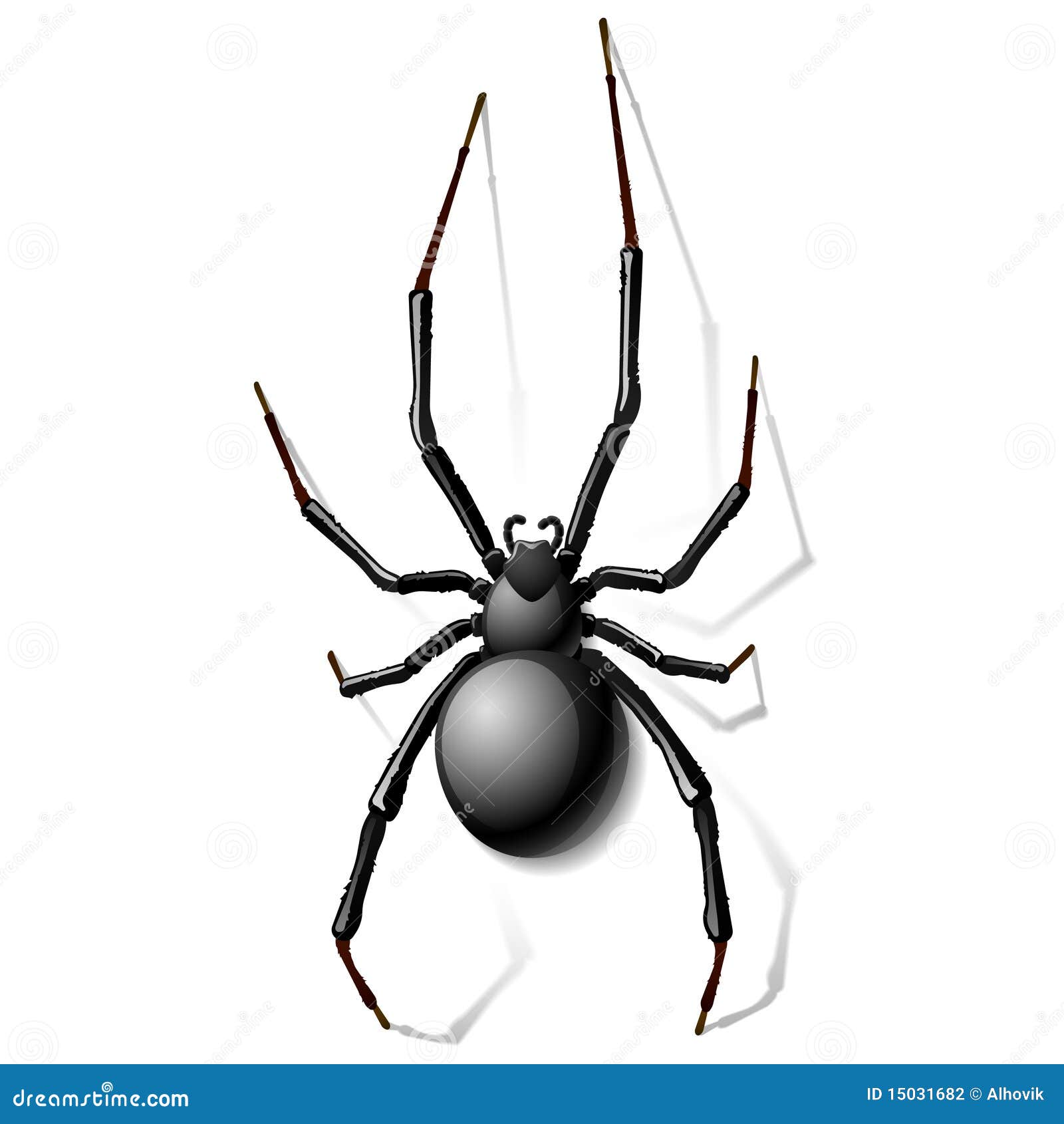 Black widow spider stock vector. Illustration of animals - 15031682