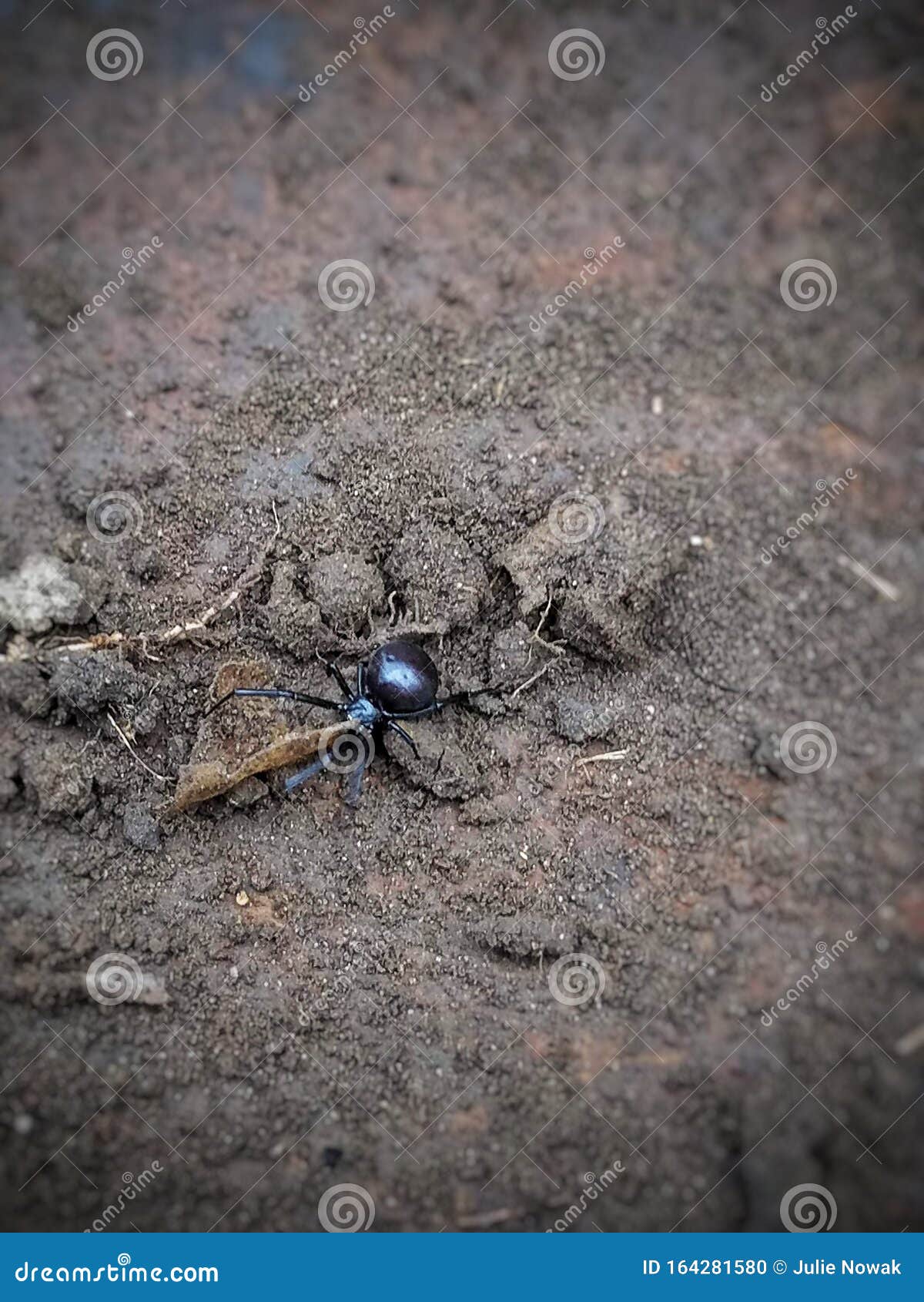 Black widow spider in dirt stock photo. Image of spider - 164281580