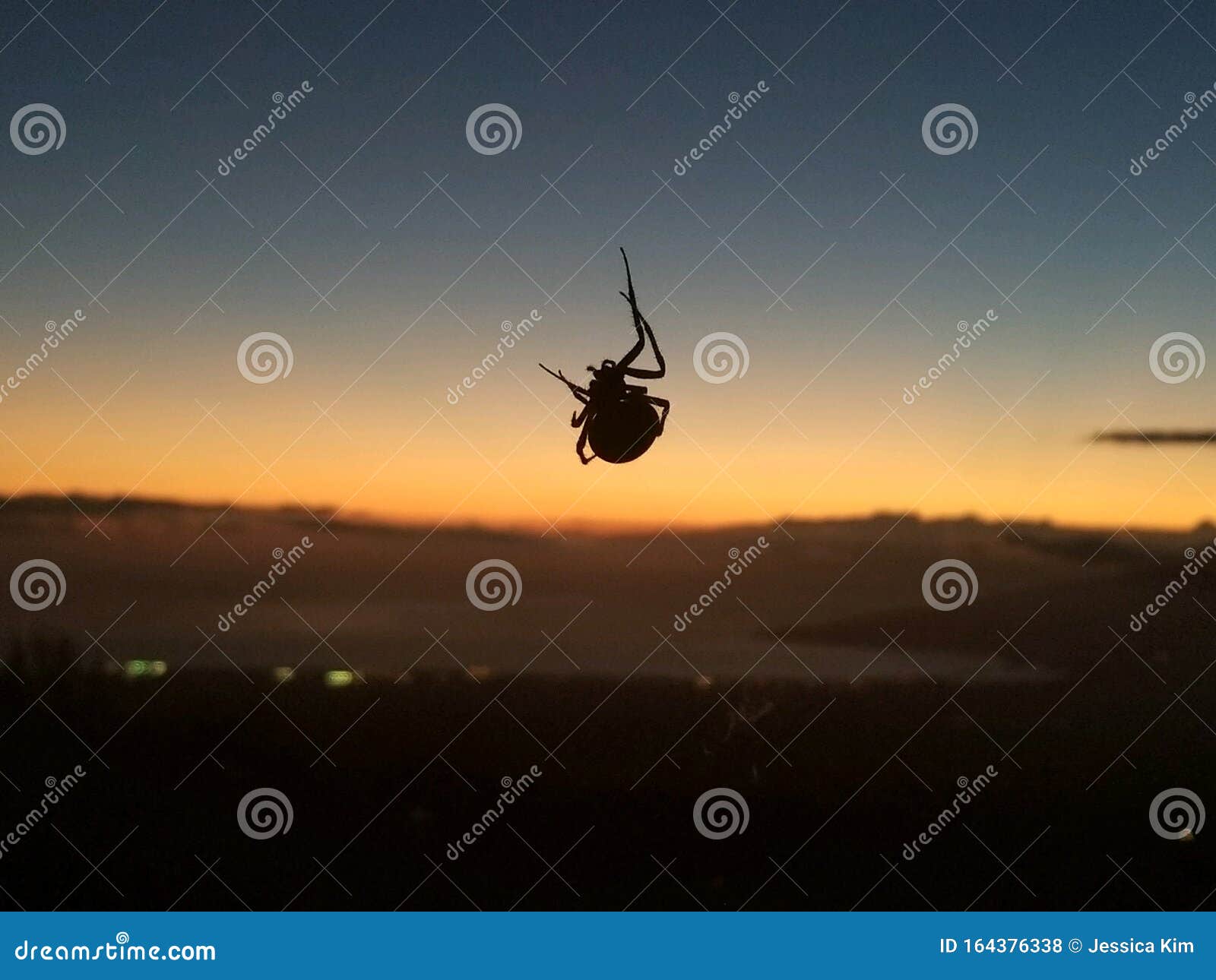 Floating Spider Stock Photography | CartoonDealer.com #56709188