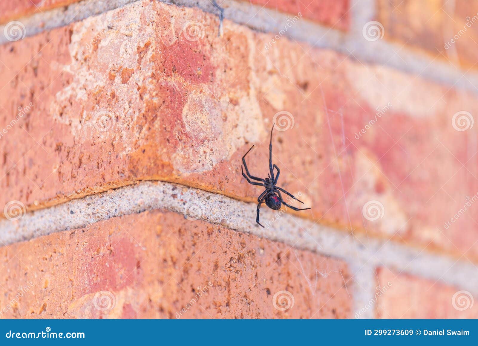 A Black Widow Spider Hangs from Its Web on a Brick Wall Stock Image ...