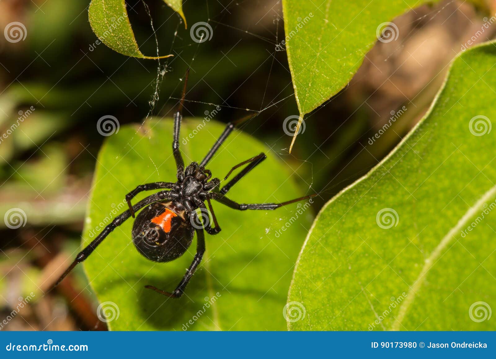 Black Widow Spider stock photo. Image of classic, identification - 90173980