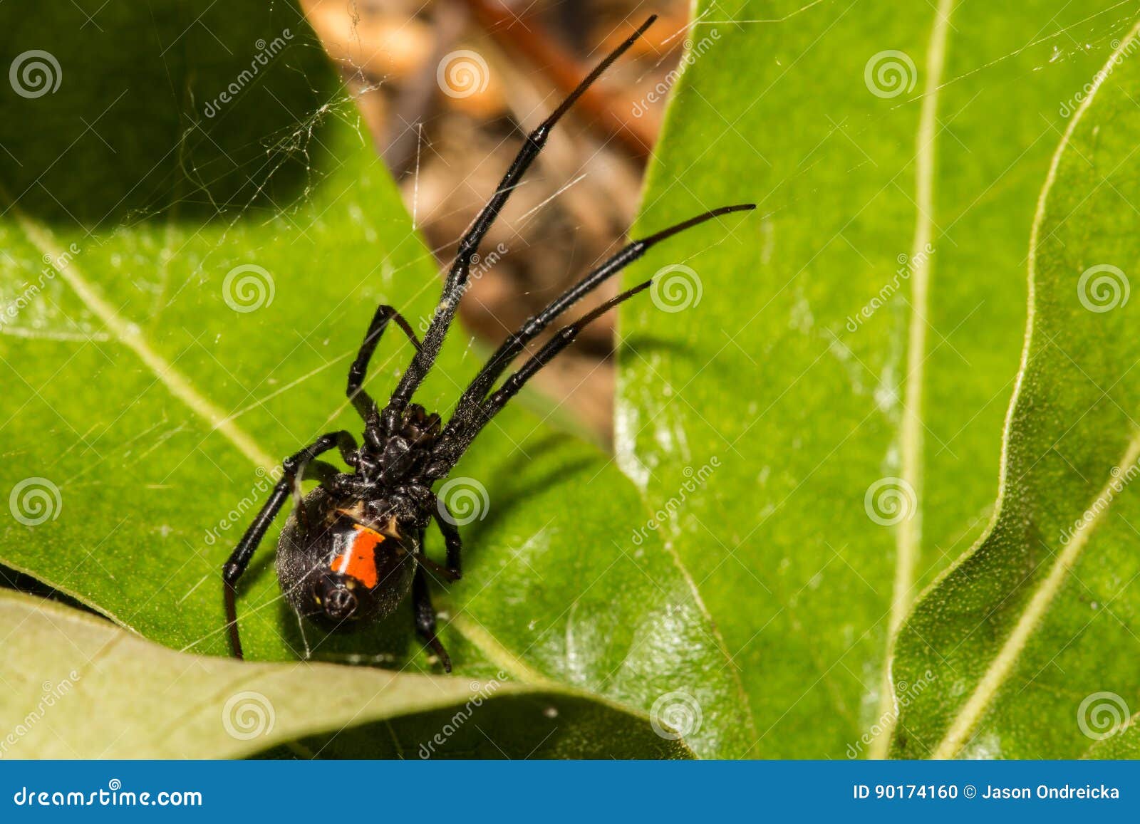 Black Widow Spider stock photo. Image of active, hesperus - 90174160
