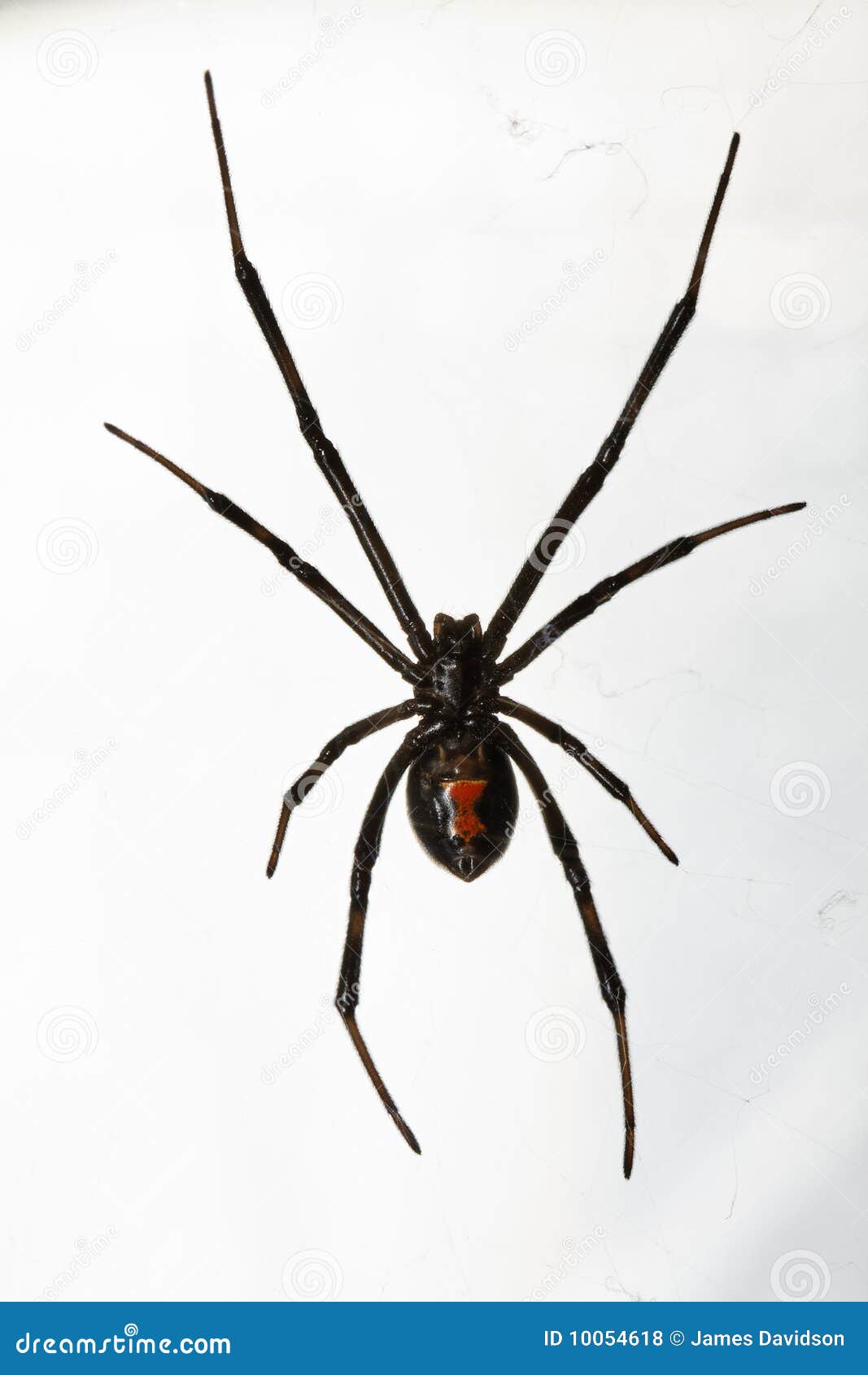 Black Widow Spider Isolated Over White Background Stock Photo - Image ...