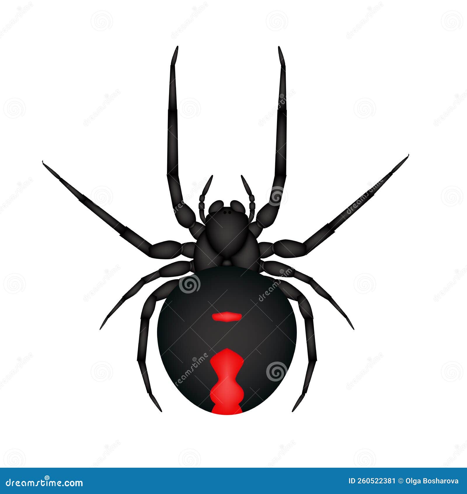 The Black Widow Spider (Latrodectus Mactans) Cartoon Vector ...