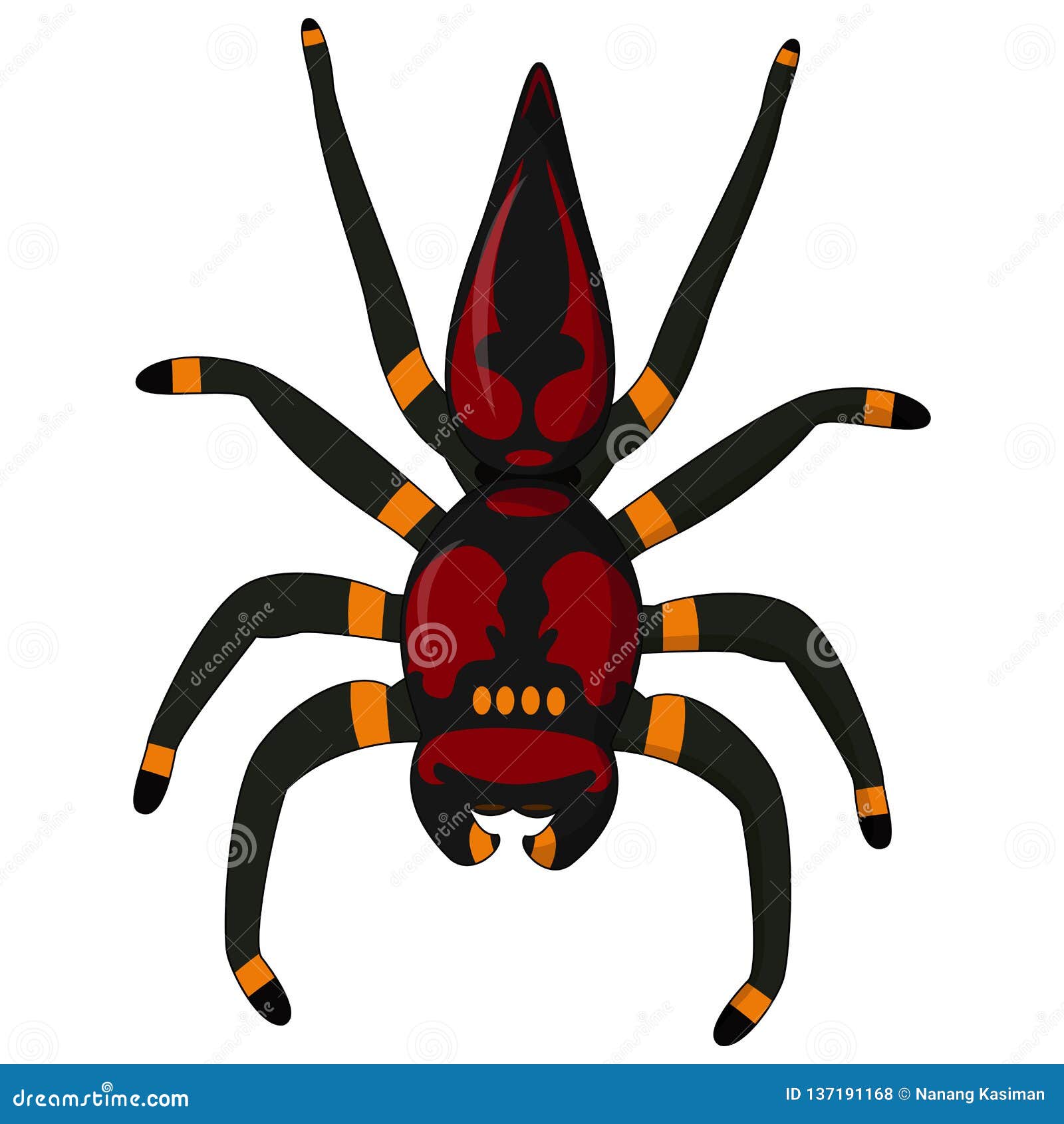 Black Widow Spider / Red Back Spider Isolated on White Background Stock ...