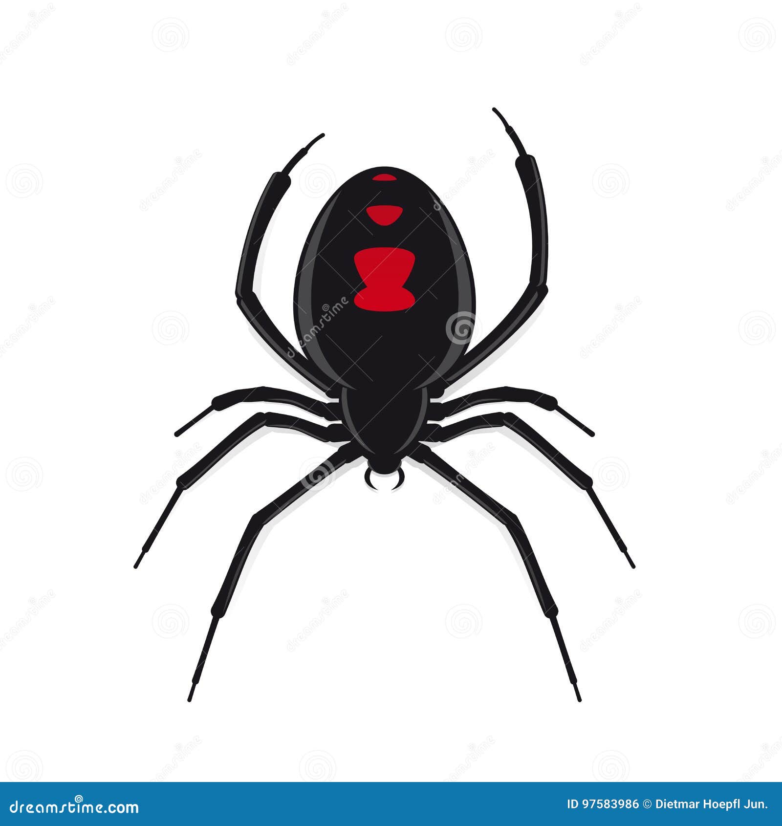 The Redback Spider, Australian Black Widow Latrodectus Hasselti Stock ...