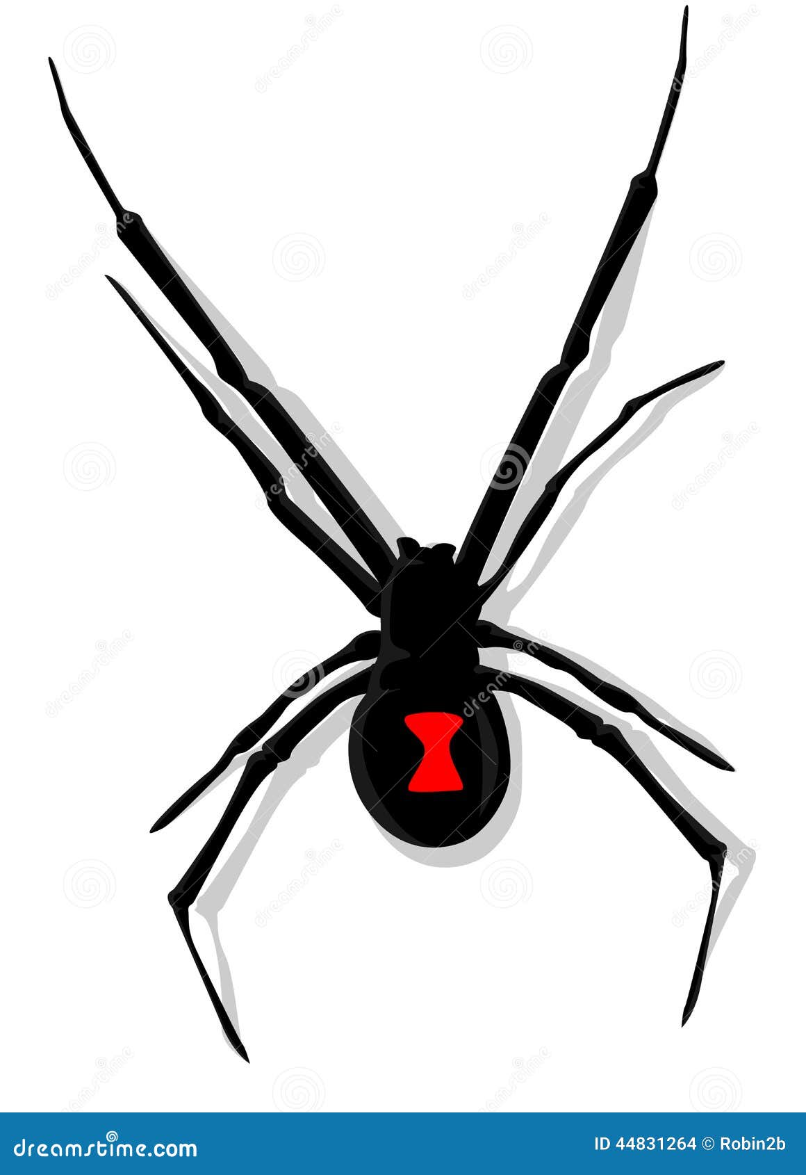 Black Widow Spider stock vector. Illustration of graphic - 44831264