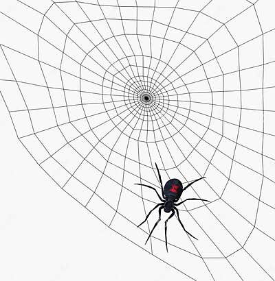 Black Widow Spider on Web - Includes Clipping Path Stock Illustration ...