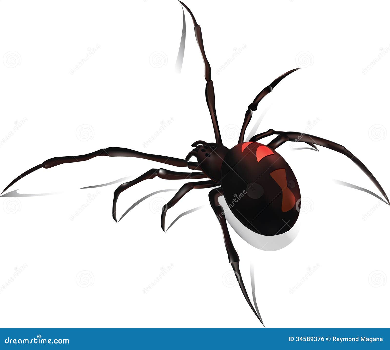Black Widow Vector stock vector. Illustration of halloween - 34589376