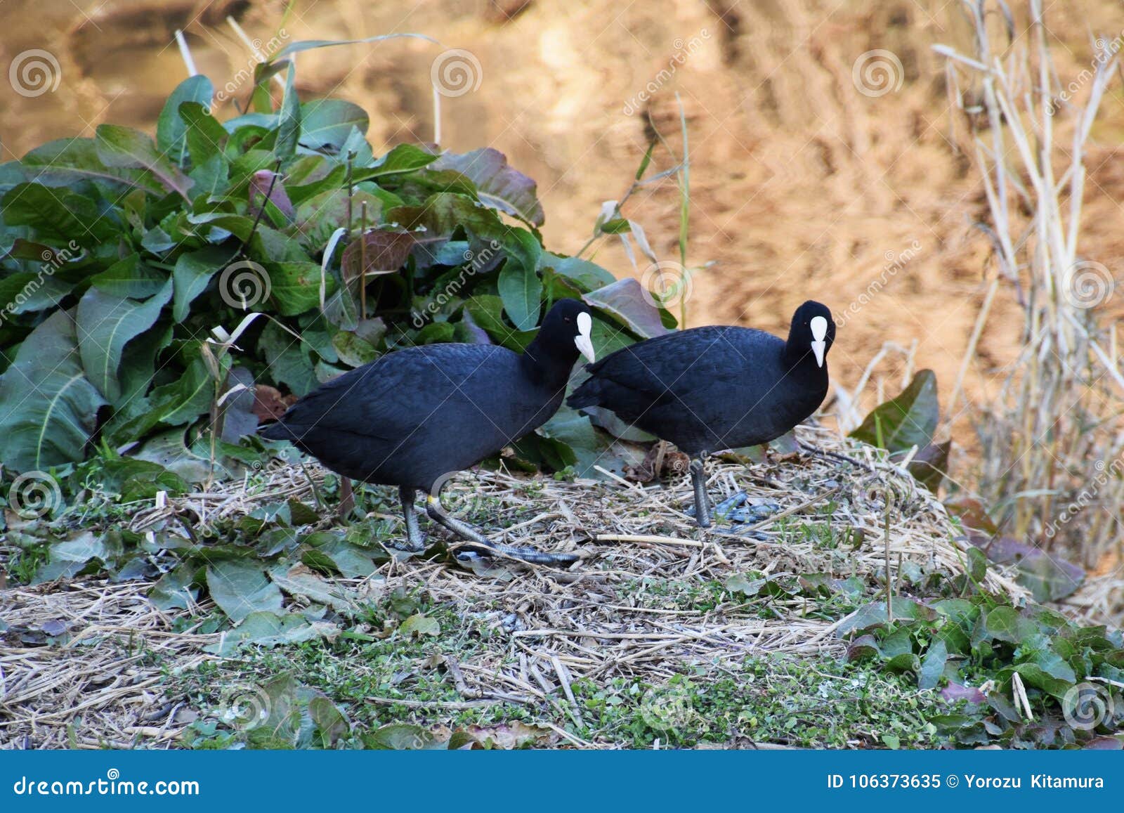Coot stock image. Image of birdblack, iris, bird, december - 106373635