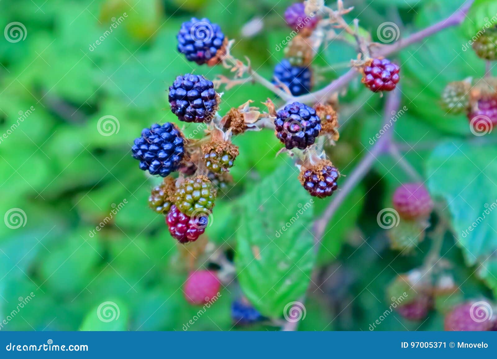 Black Wild Blackberry stock image. Image of antioxidant - 97005371