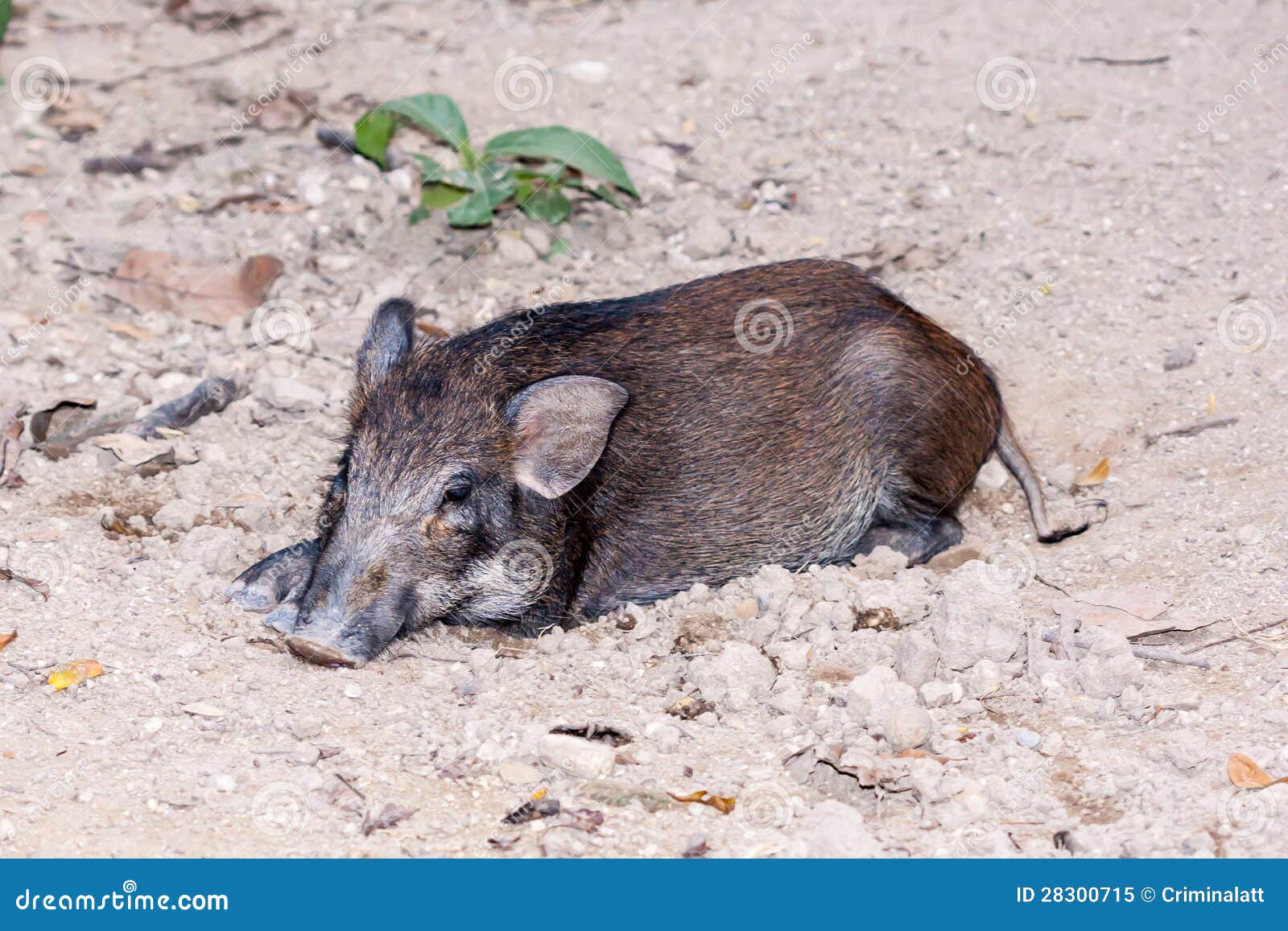Black wild boar stock image. Image of nature, animal - 28300715