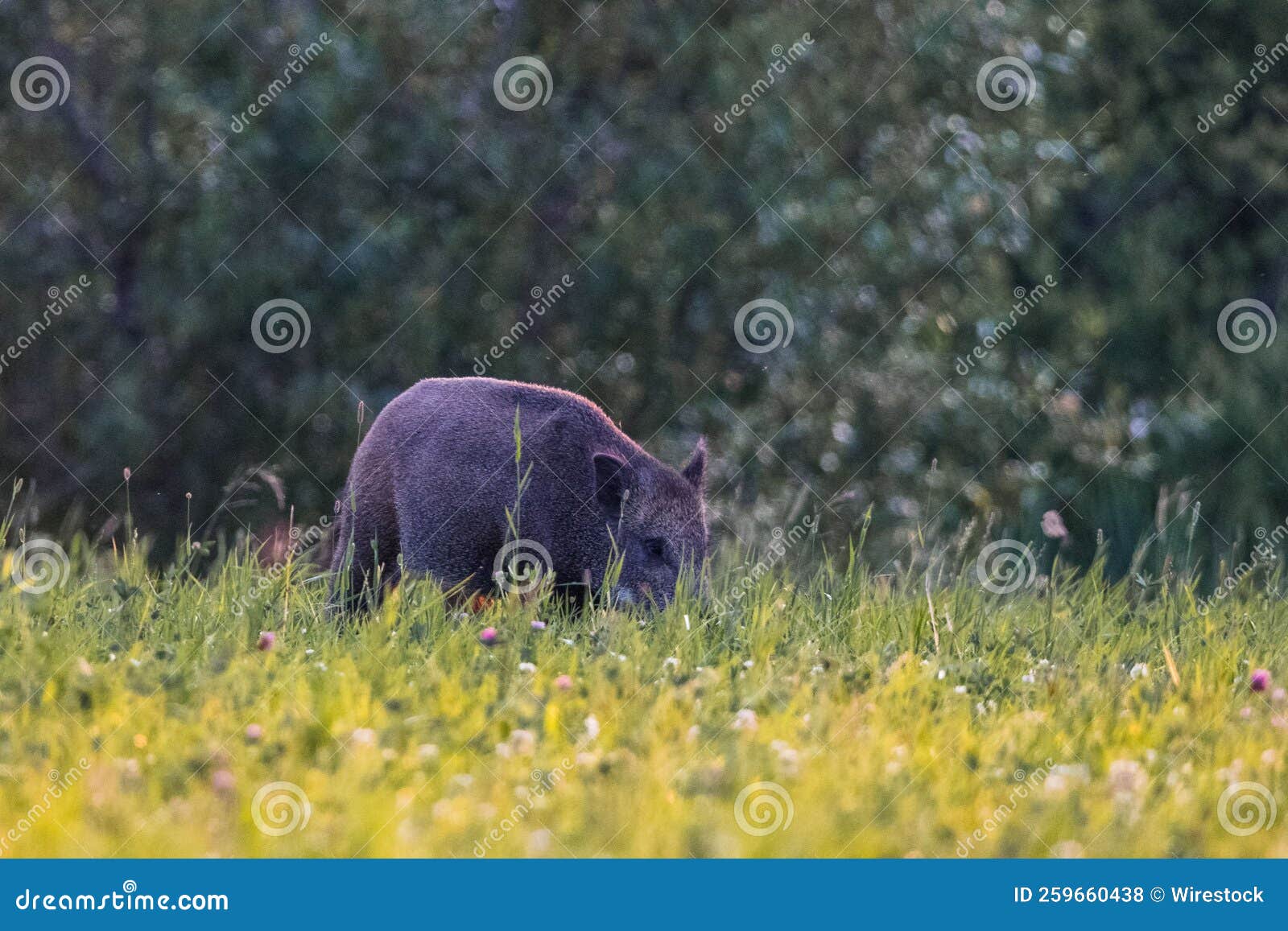 Black Wild Boar Grazing on a Field Stock Photo - Image of spring, field ...