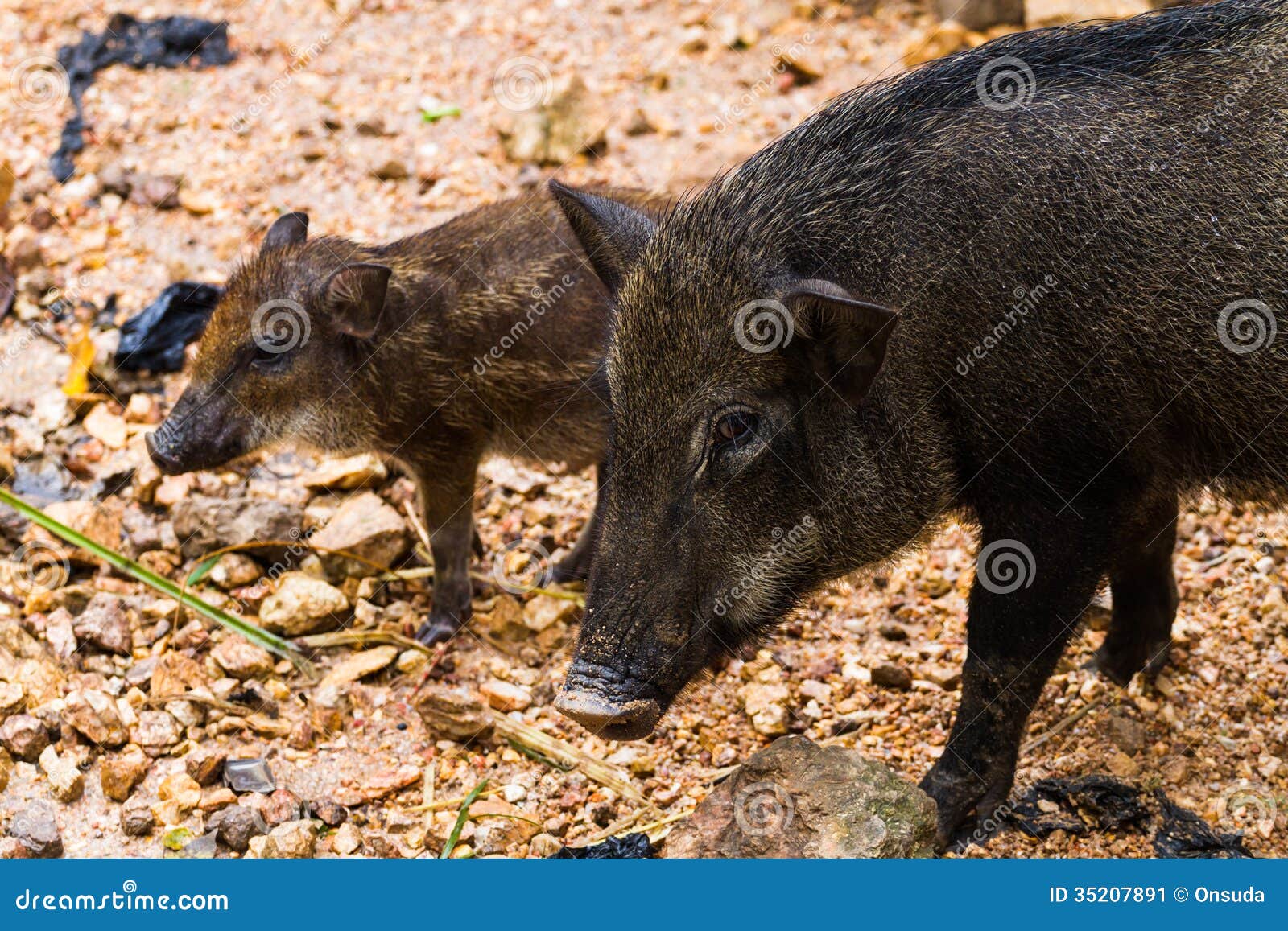 Black wild boar stock image. Image of black, hunt, outdoor - 35207891