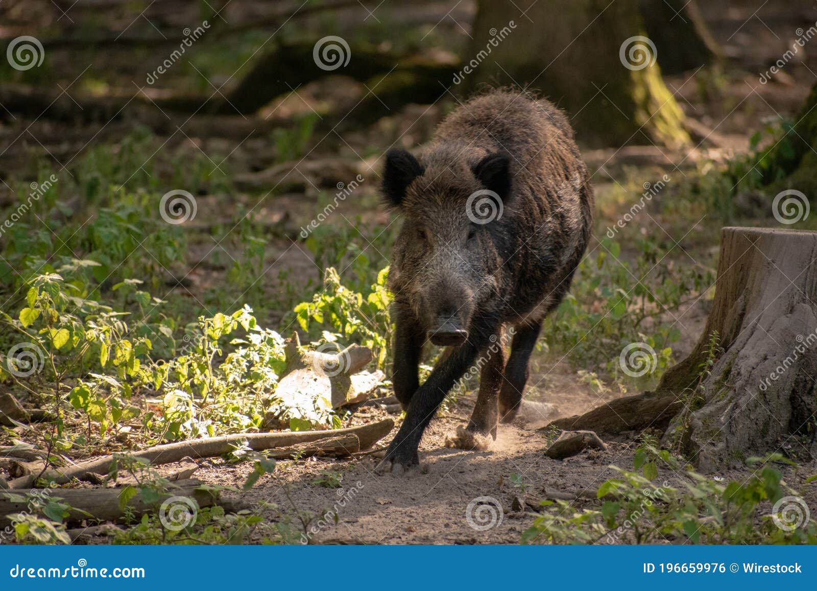 Black Wild Boar Running in a Forest Stock Photo - Image of animal ...