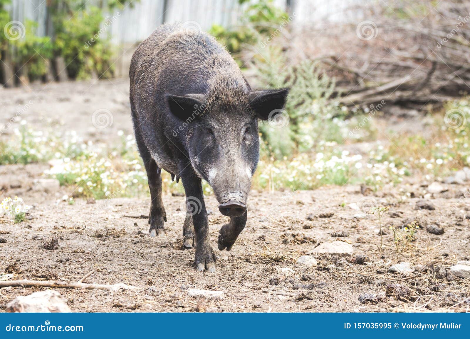 Black Wild Boar in the Wild Runs Fast Ahead_ Stock Image - Image of ...