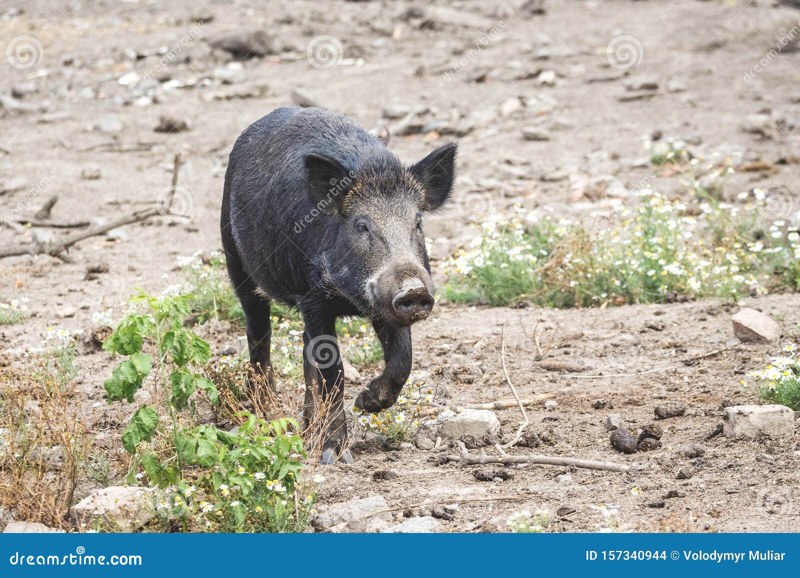 Black Wild Boar Runs for Prey. Wild Animals in Nature_ Stock Photo ...