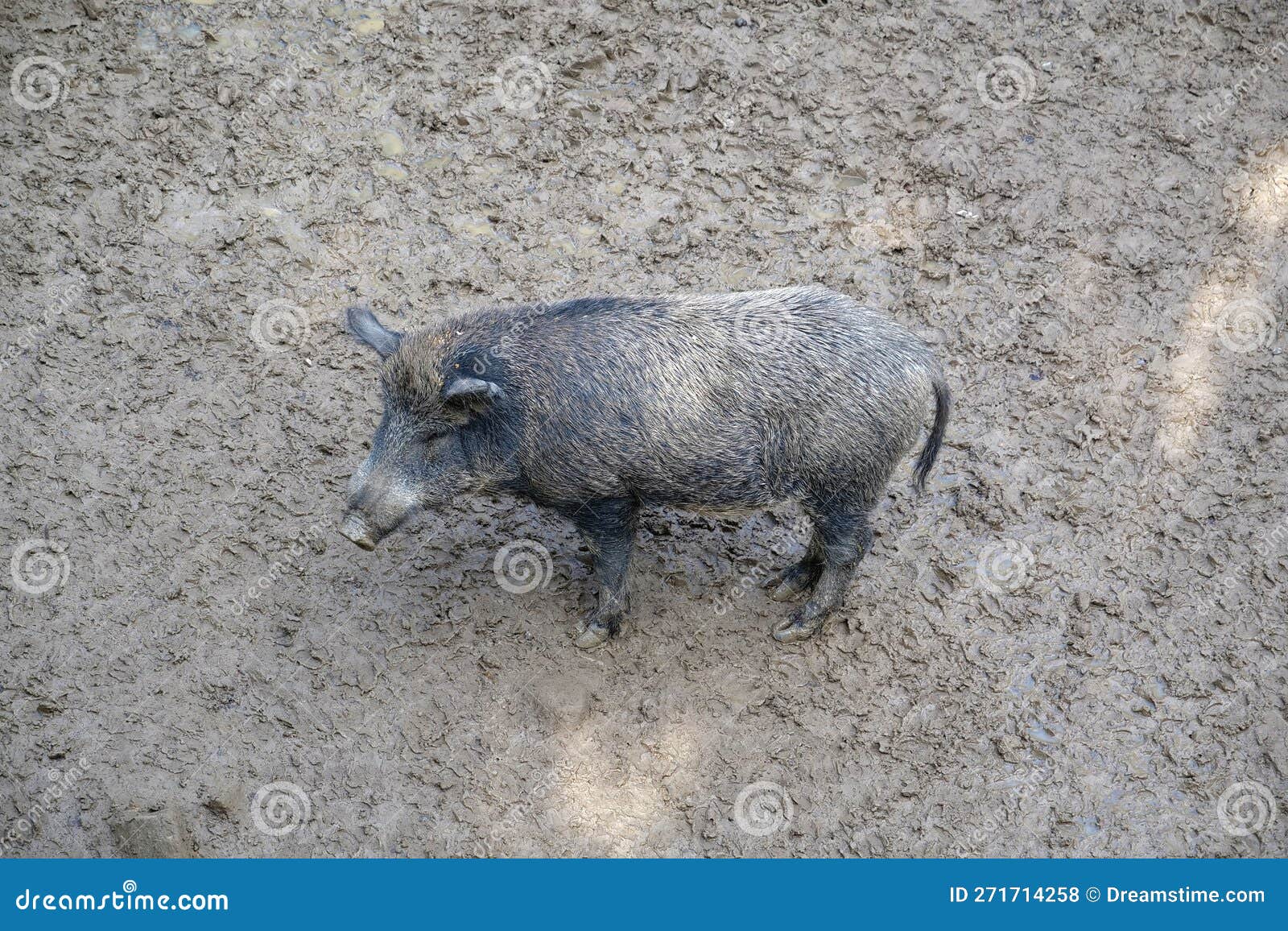 Black Wild Boar Stands in the Mud Stock Photo - Image of hogget ...